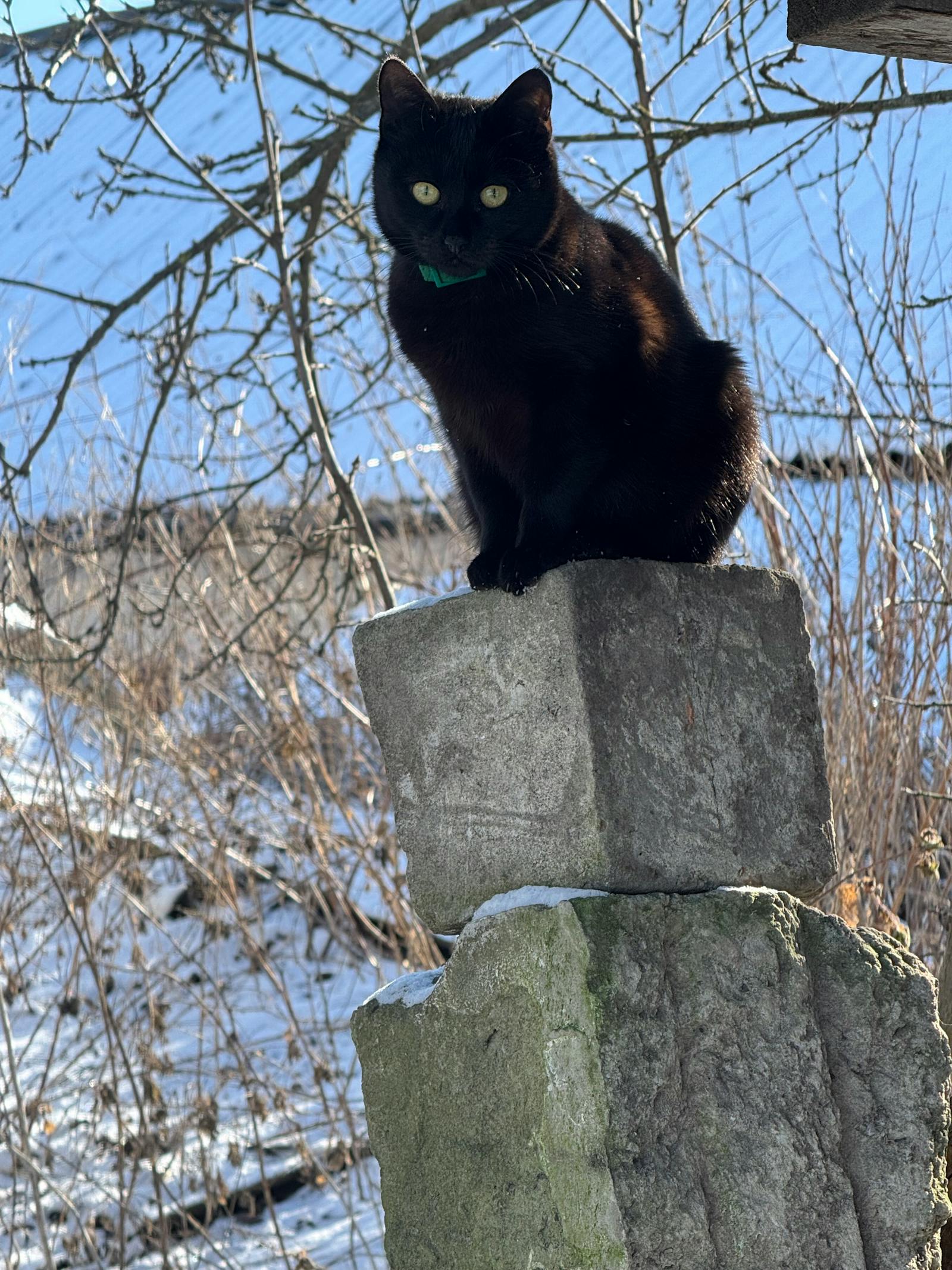 Goofy Ahh Cat Photos, Download The BEST Free Goofy Ahh Cat Stock Photos ...