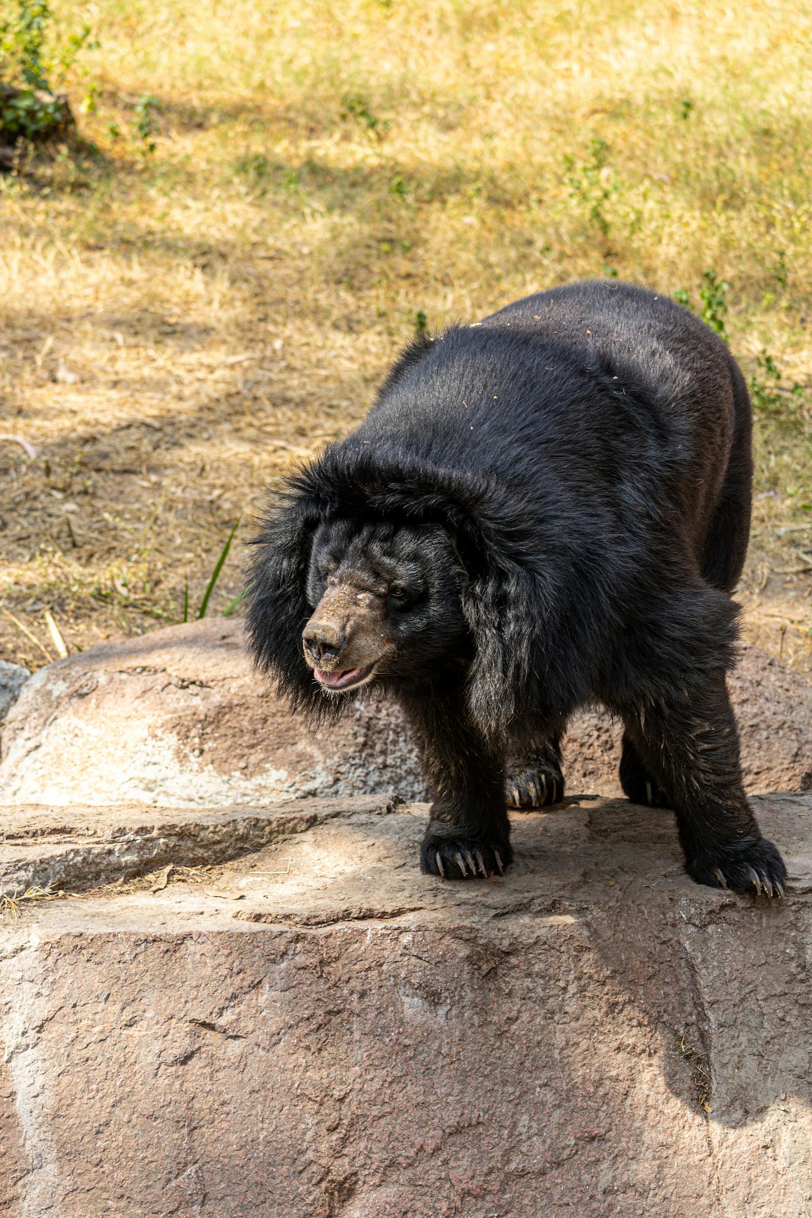 7.068+ Fotos y Imágenes de Oso perezoso Gratis · Banco de Fotos Gratis