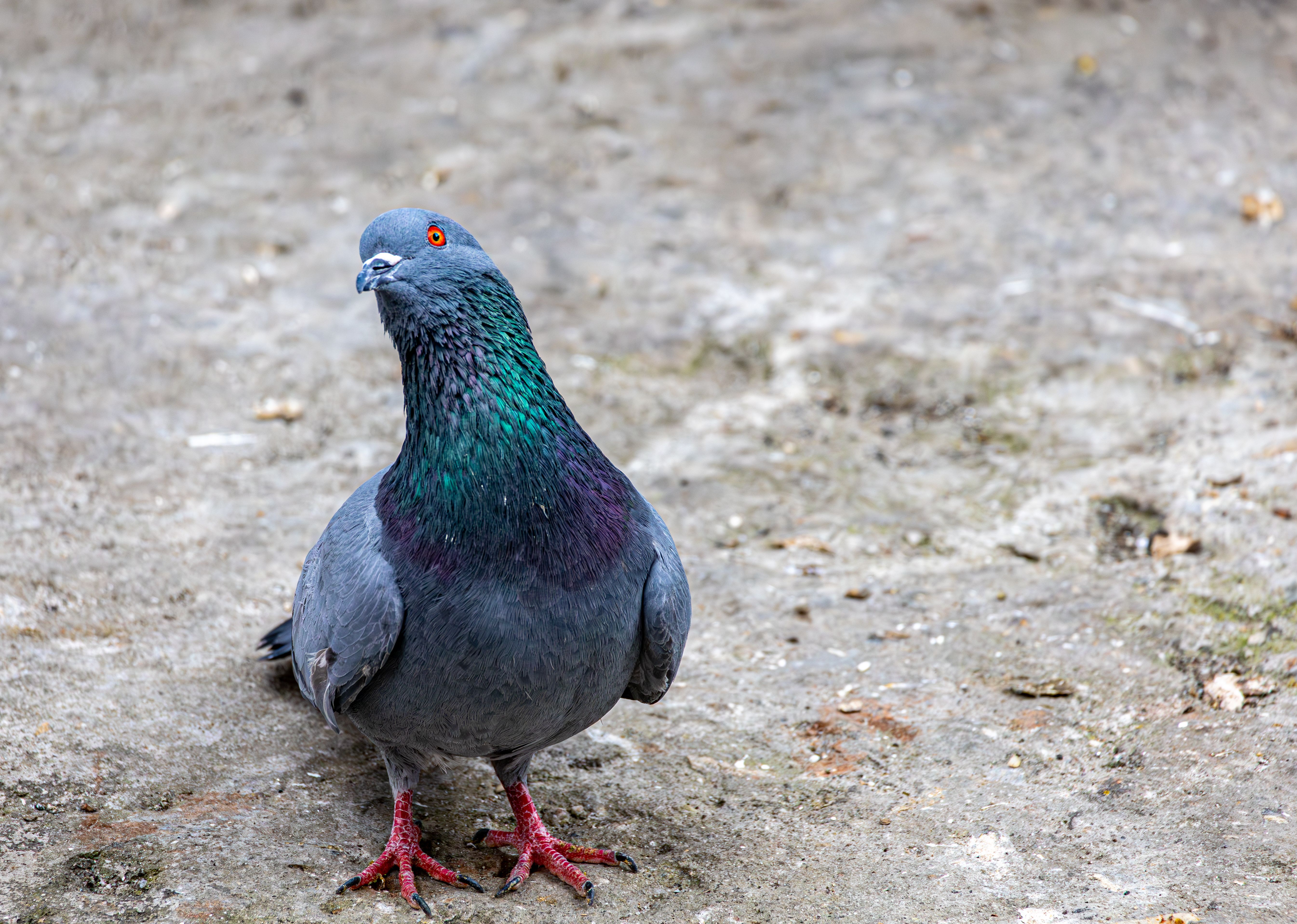 Close-up of Rock Pigeon on Concrete Surface · Free Stock Photo
