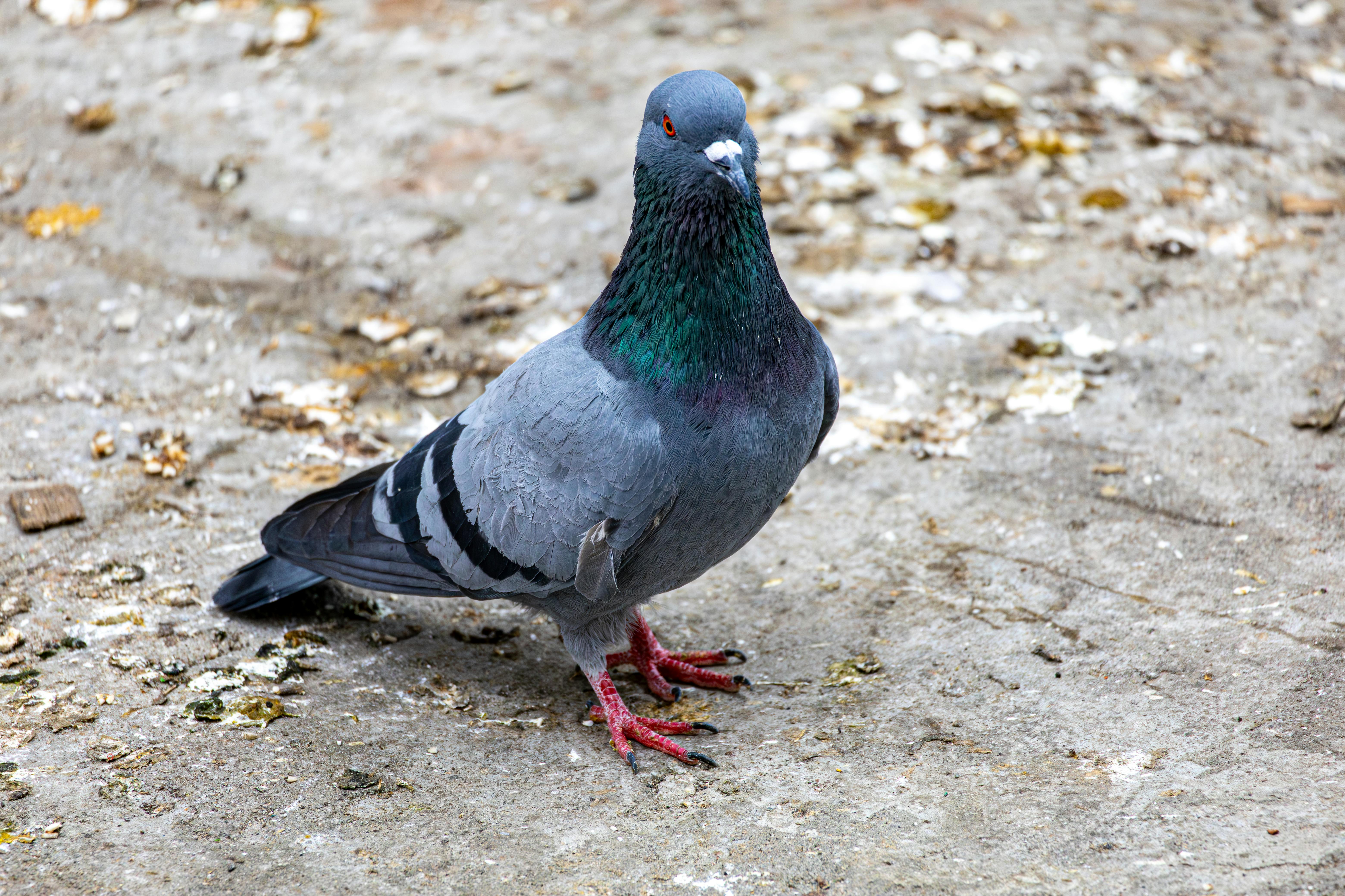 Close-up of a Rock Pigeon on Pavement · Free Stock Photo