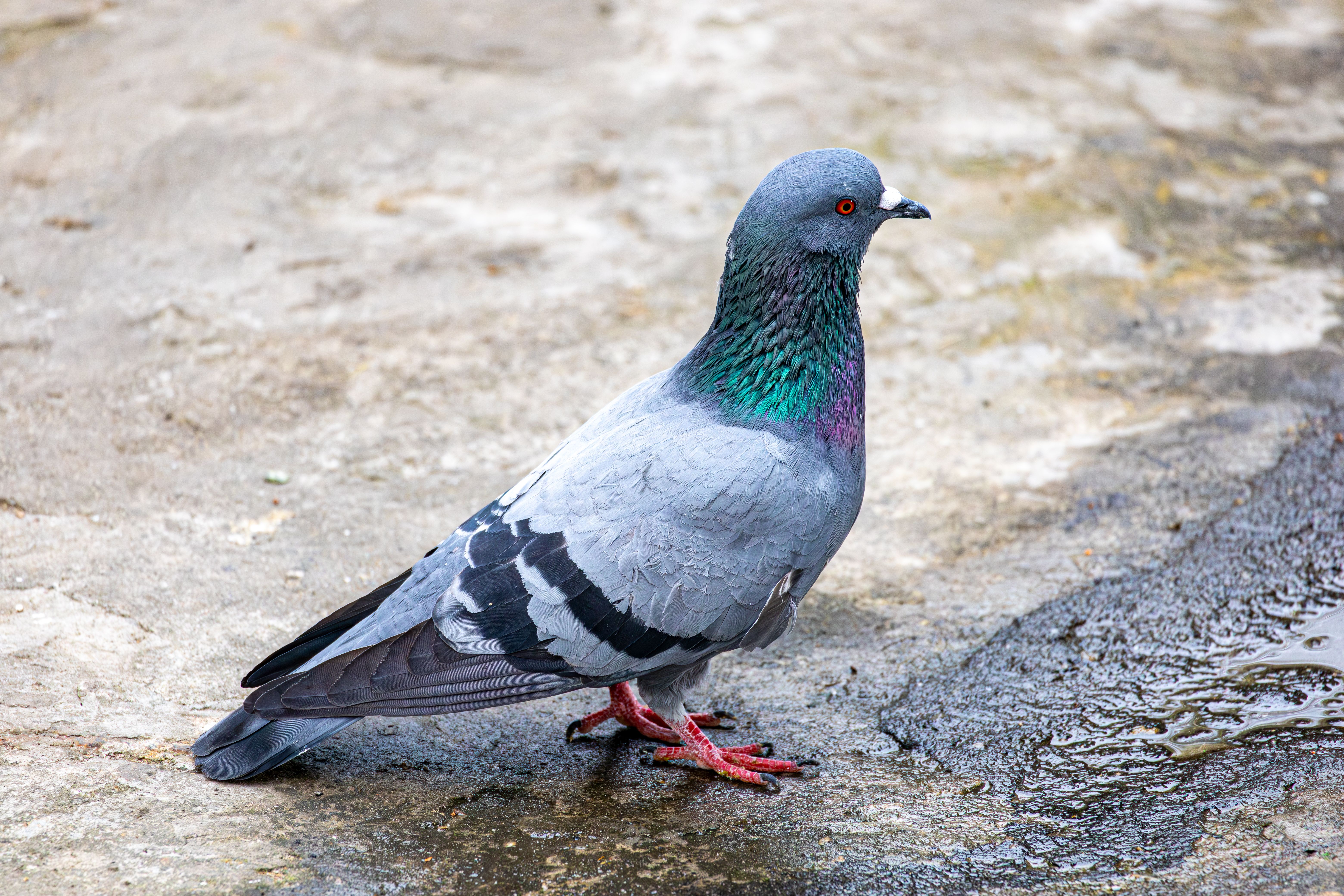 Close-up of a Rock Pigeon in Urban Setting · Free Stock Photo