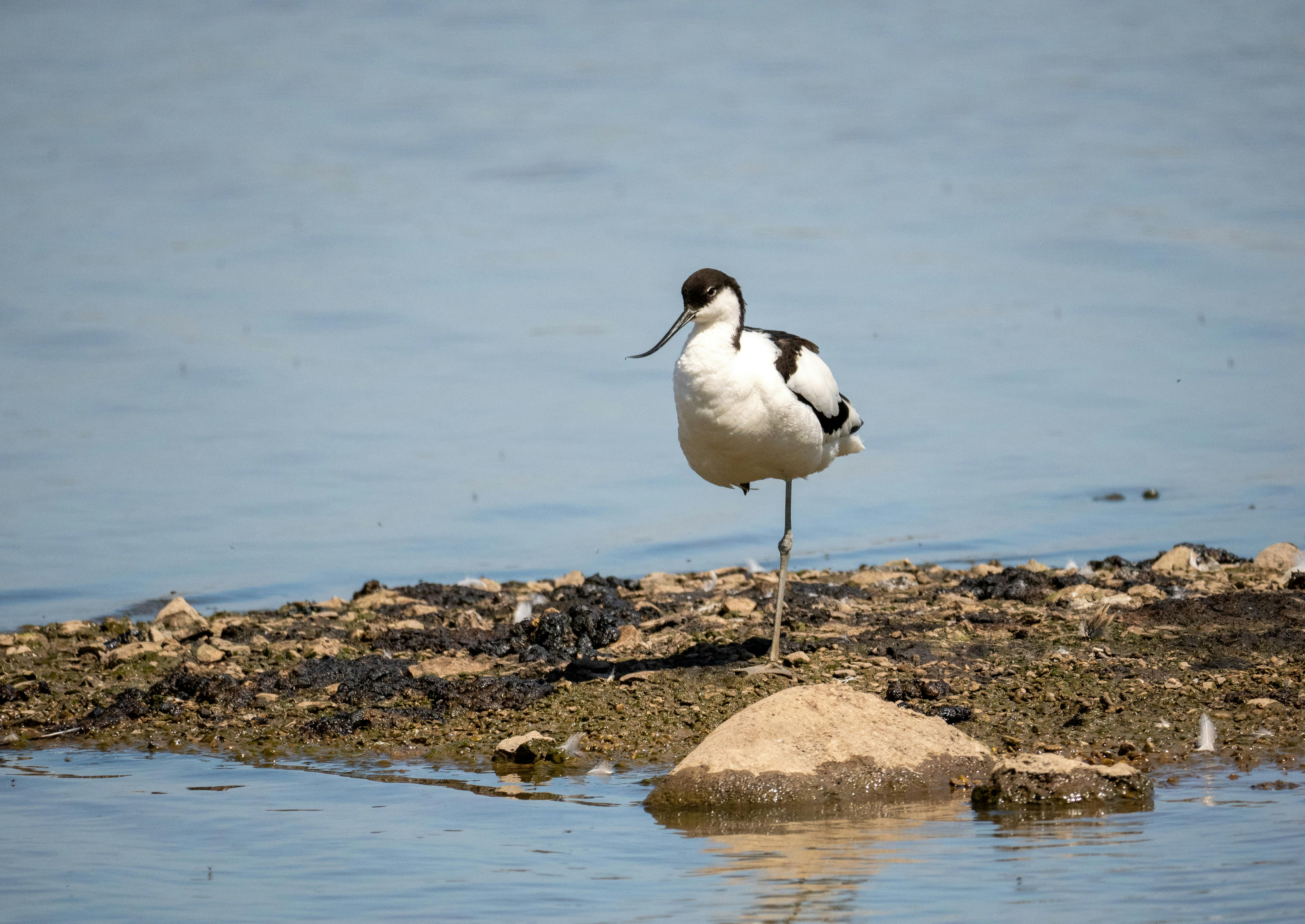 One Legged Bird Photos, Download The BEST Free One Legged Bird Stock ...