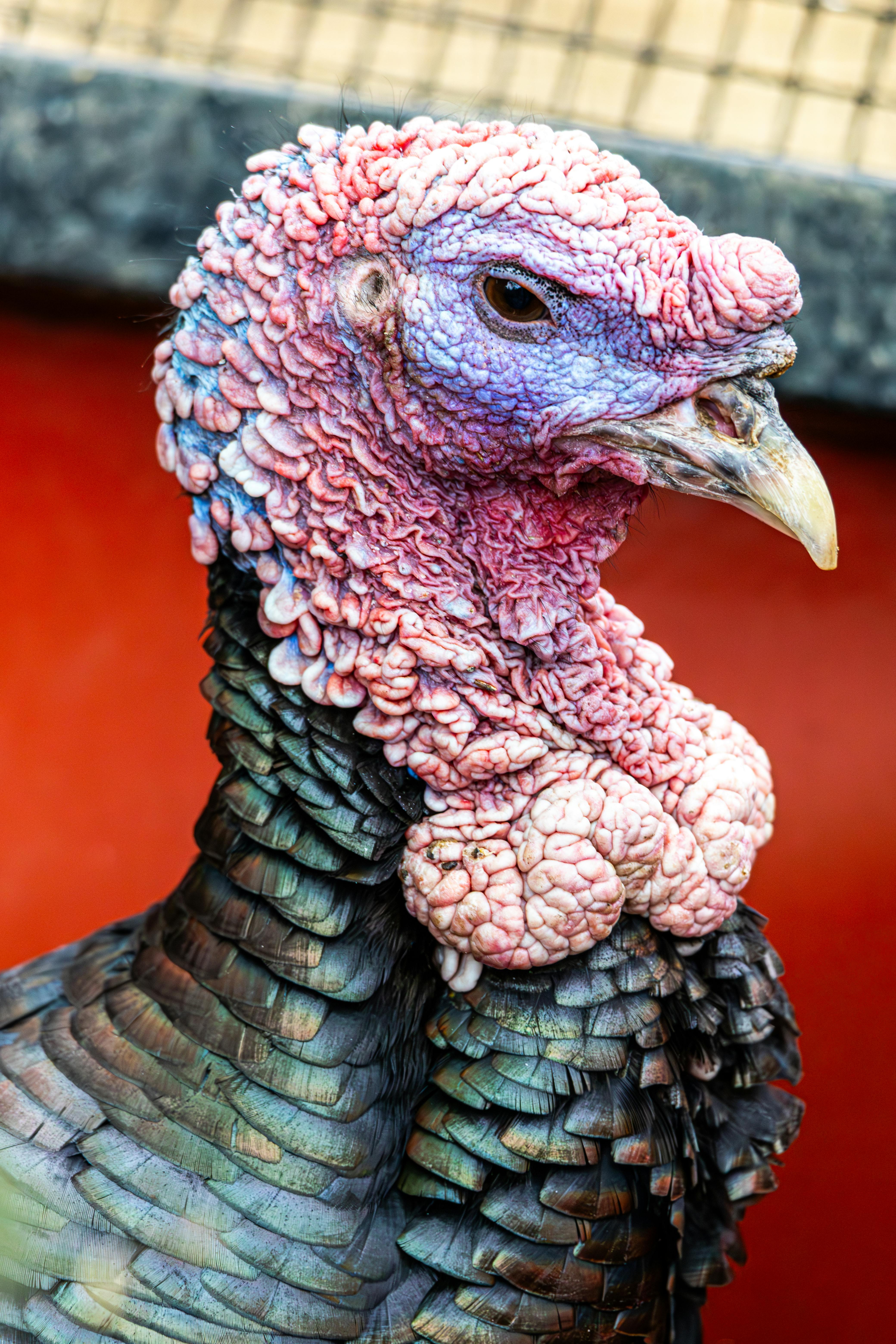 Close-up of a Vibrant Male Turkey Head · Free Stock Photo