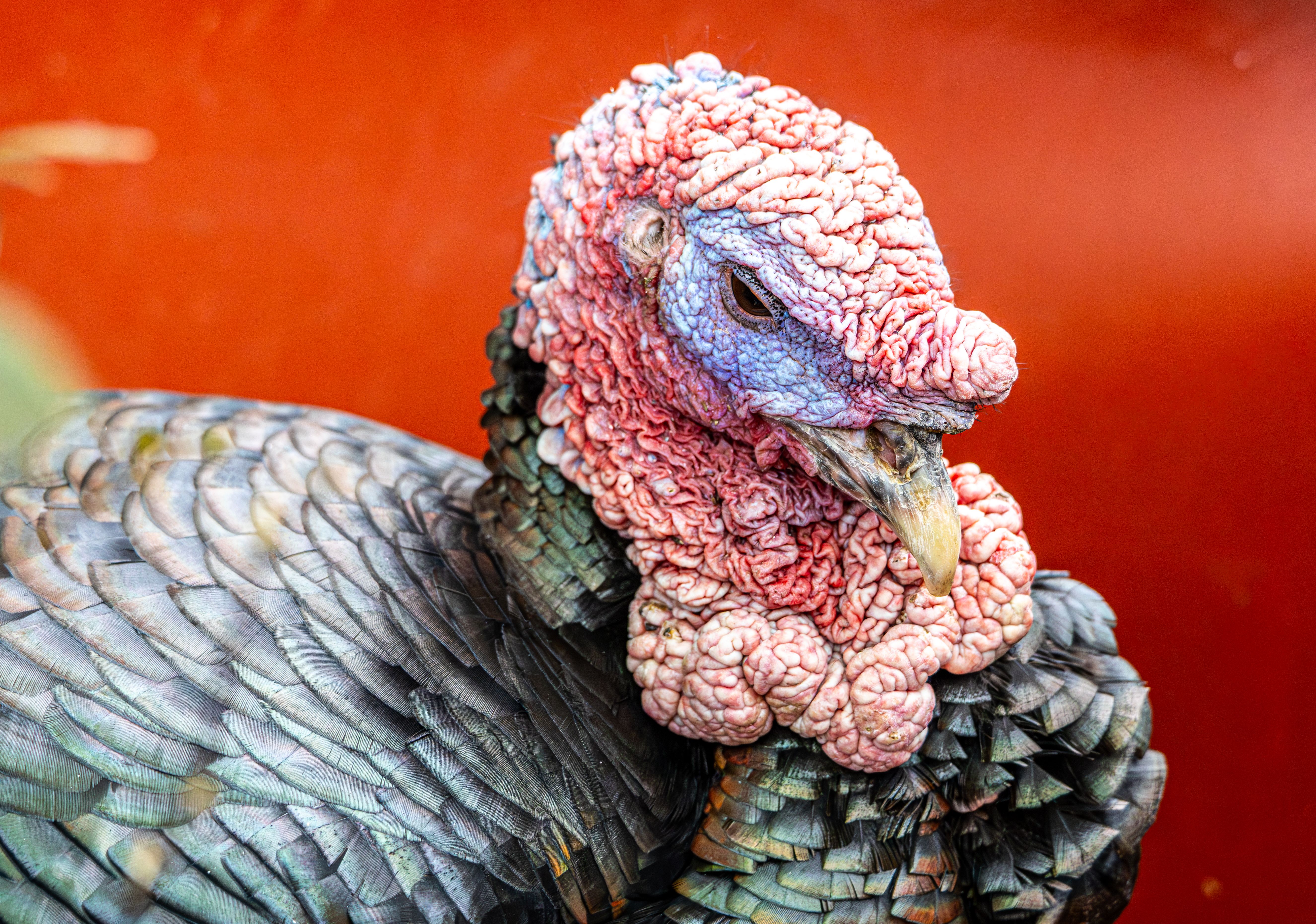 Wild Turkey Photos, Download The BEST Free Wild Turkey Stock Photos ...