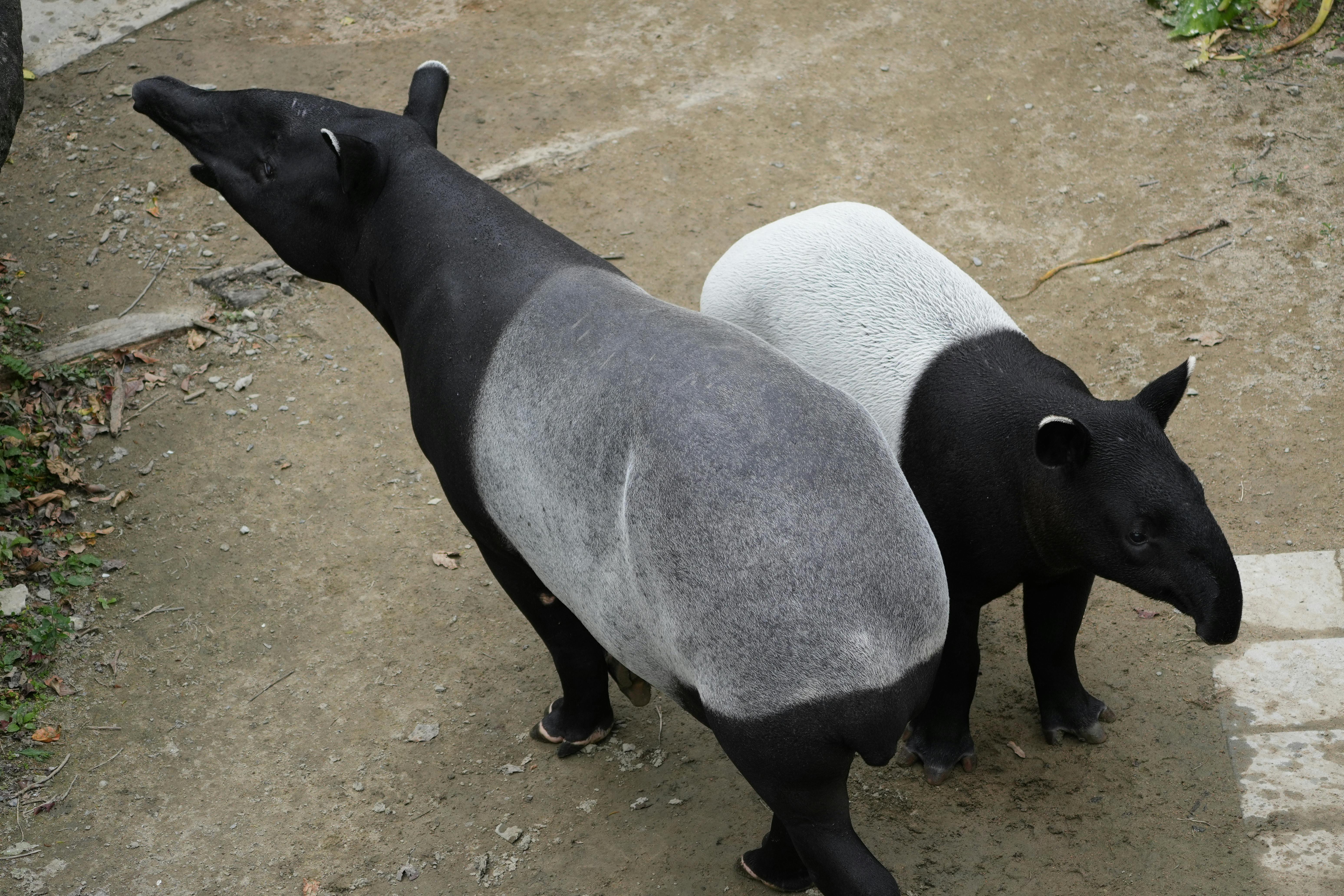 Malayan Tapirs Grazing on Dirt Path · Free Stock Photo