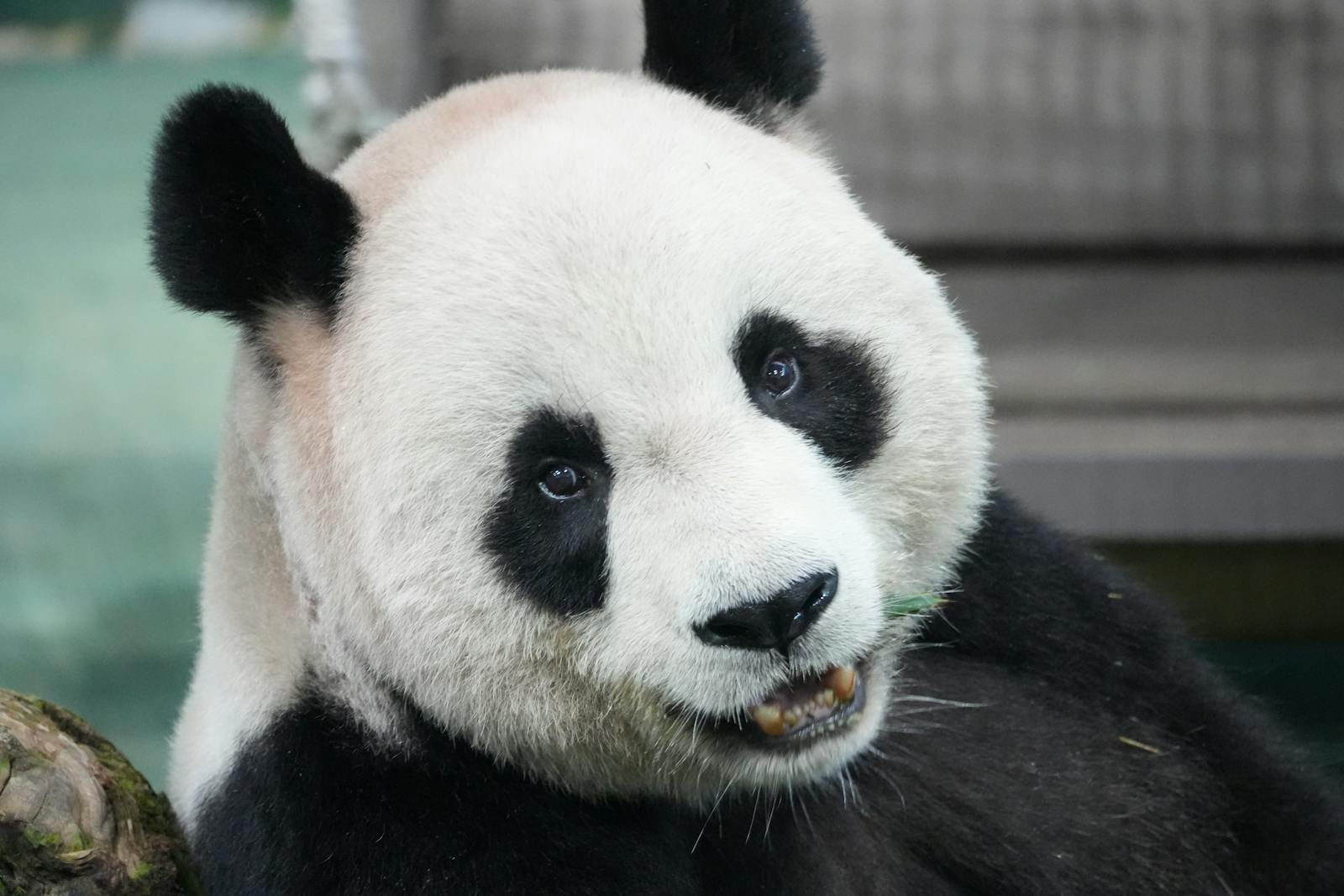 4k Panda Wallpaper Panda Photos, Download The BEST Free 4k Panda ...