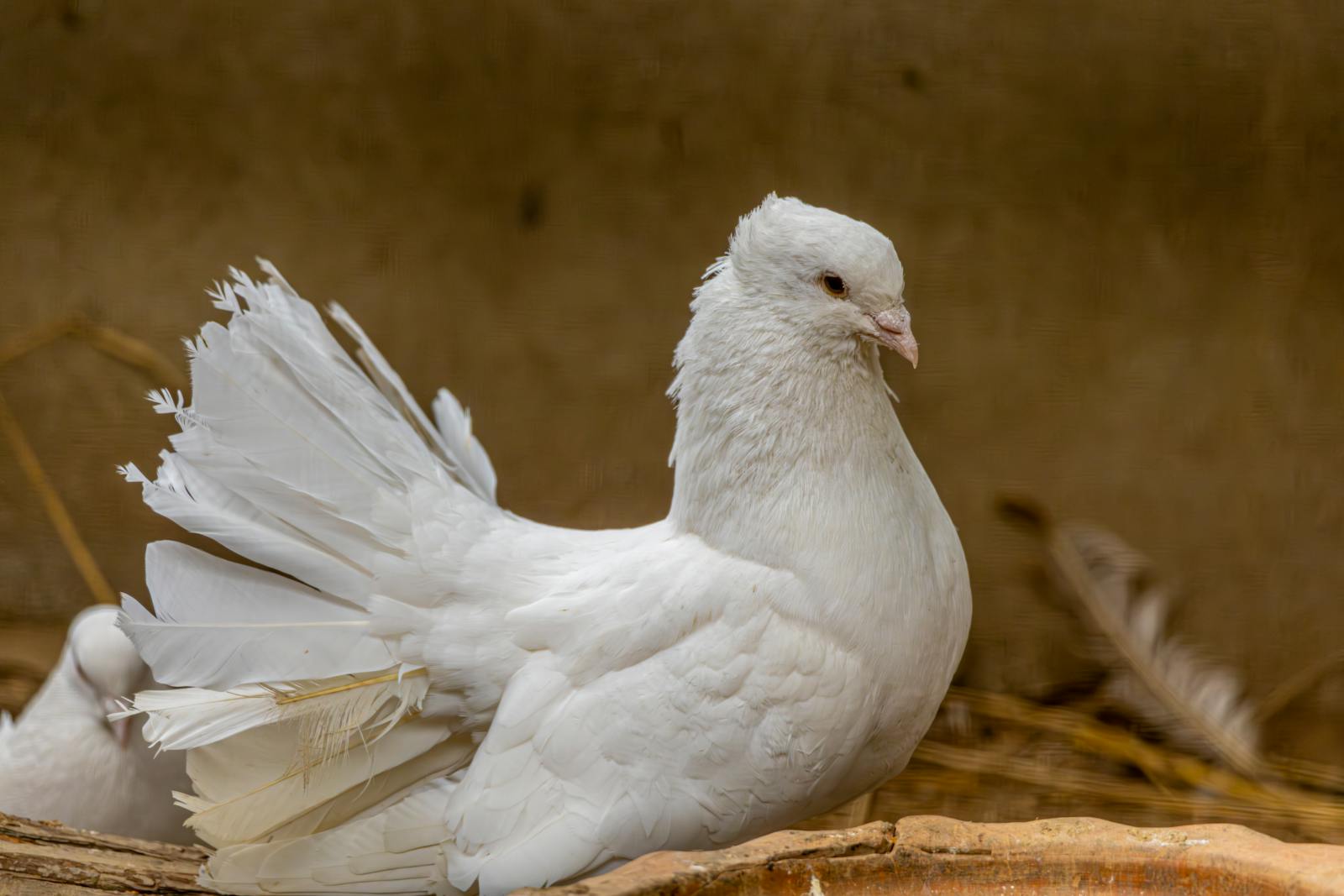 Dove Images Photos, Download The BEST Free Dove Images Stock Photos ...