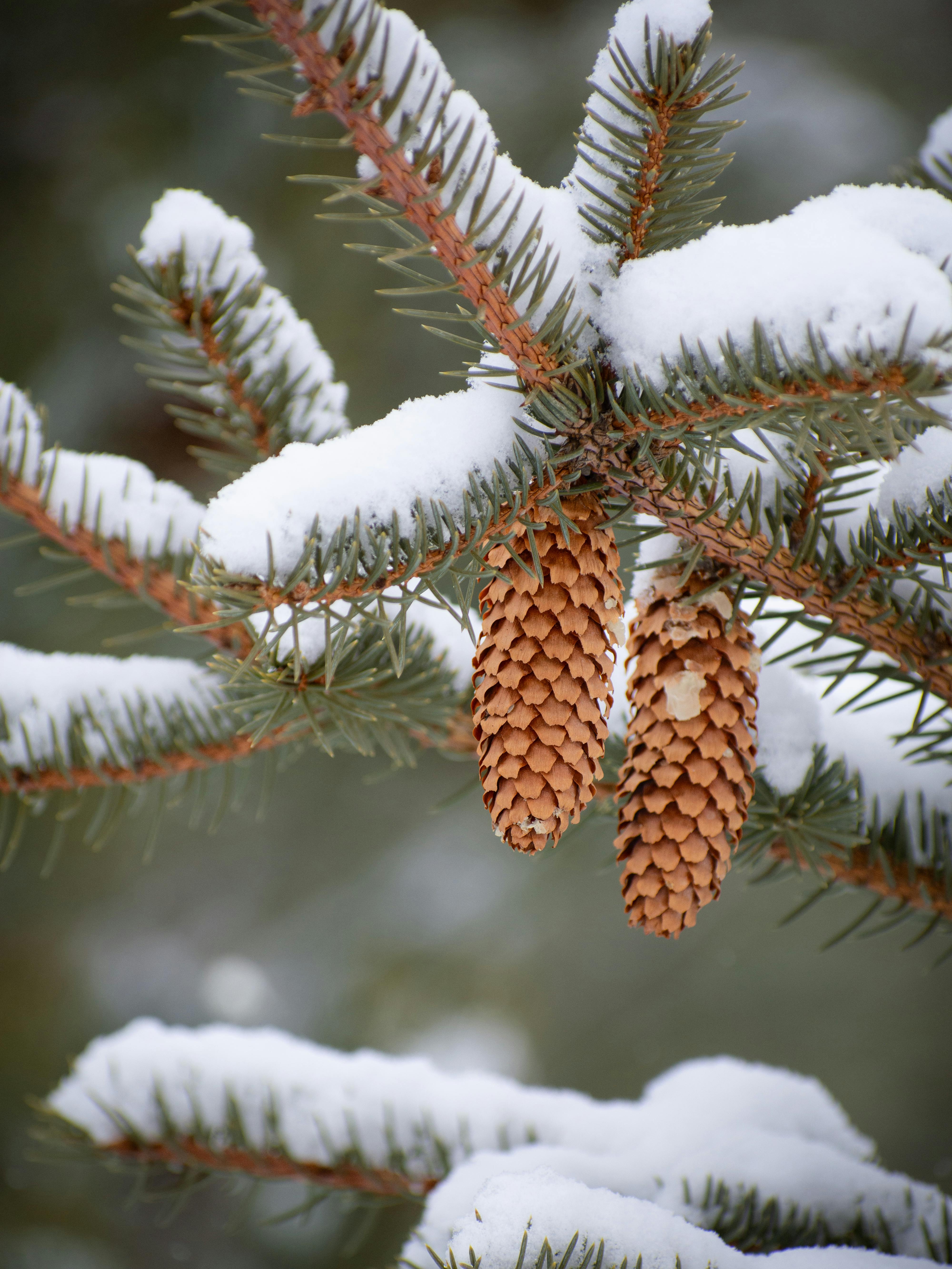 Snow-Covered Pine Cones on Winter Evergreen Branch · Free Stock Photo