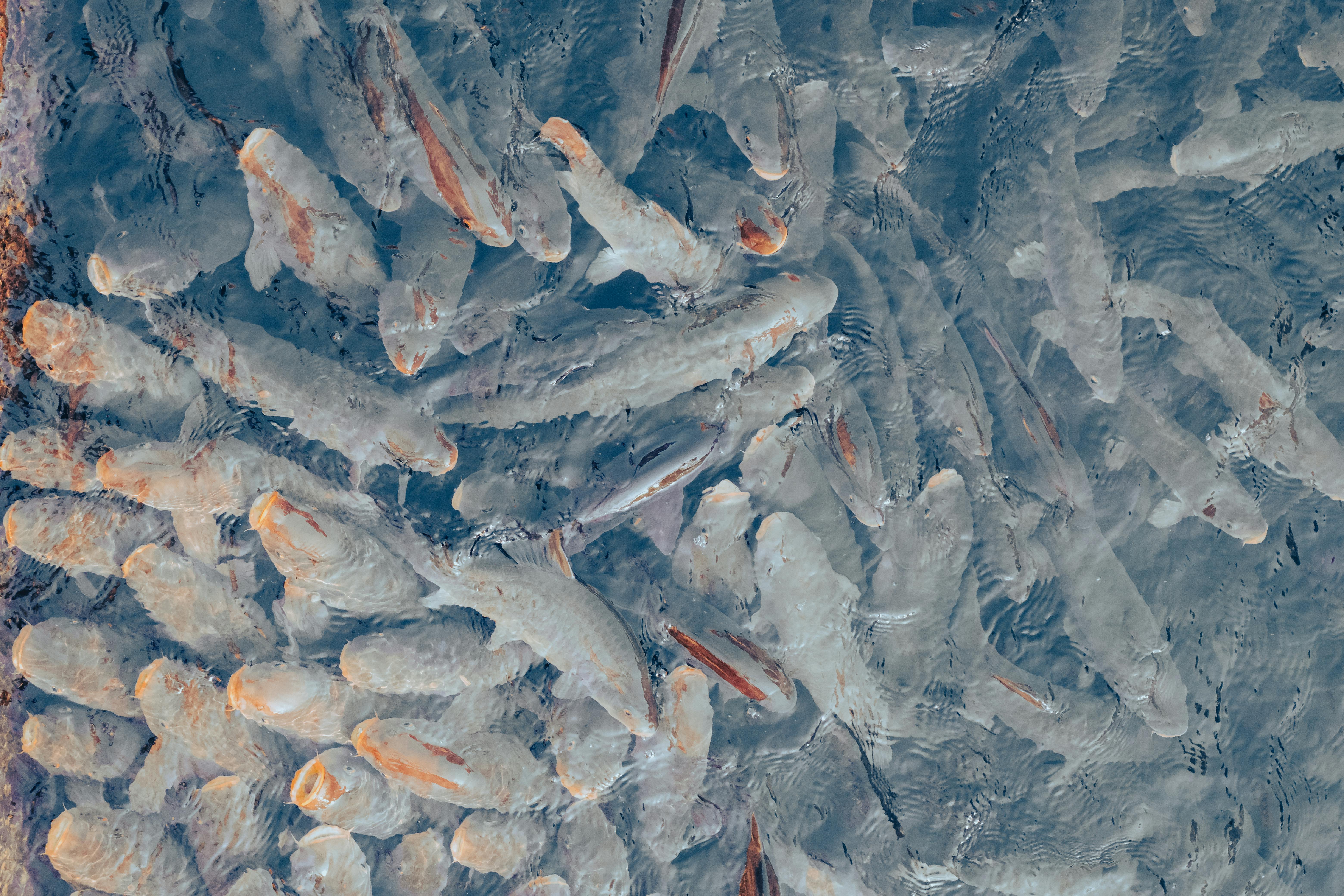 Clear Water Fish Gathering in Şanlıurfa · Free Stock Photo