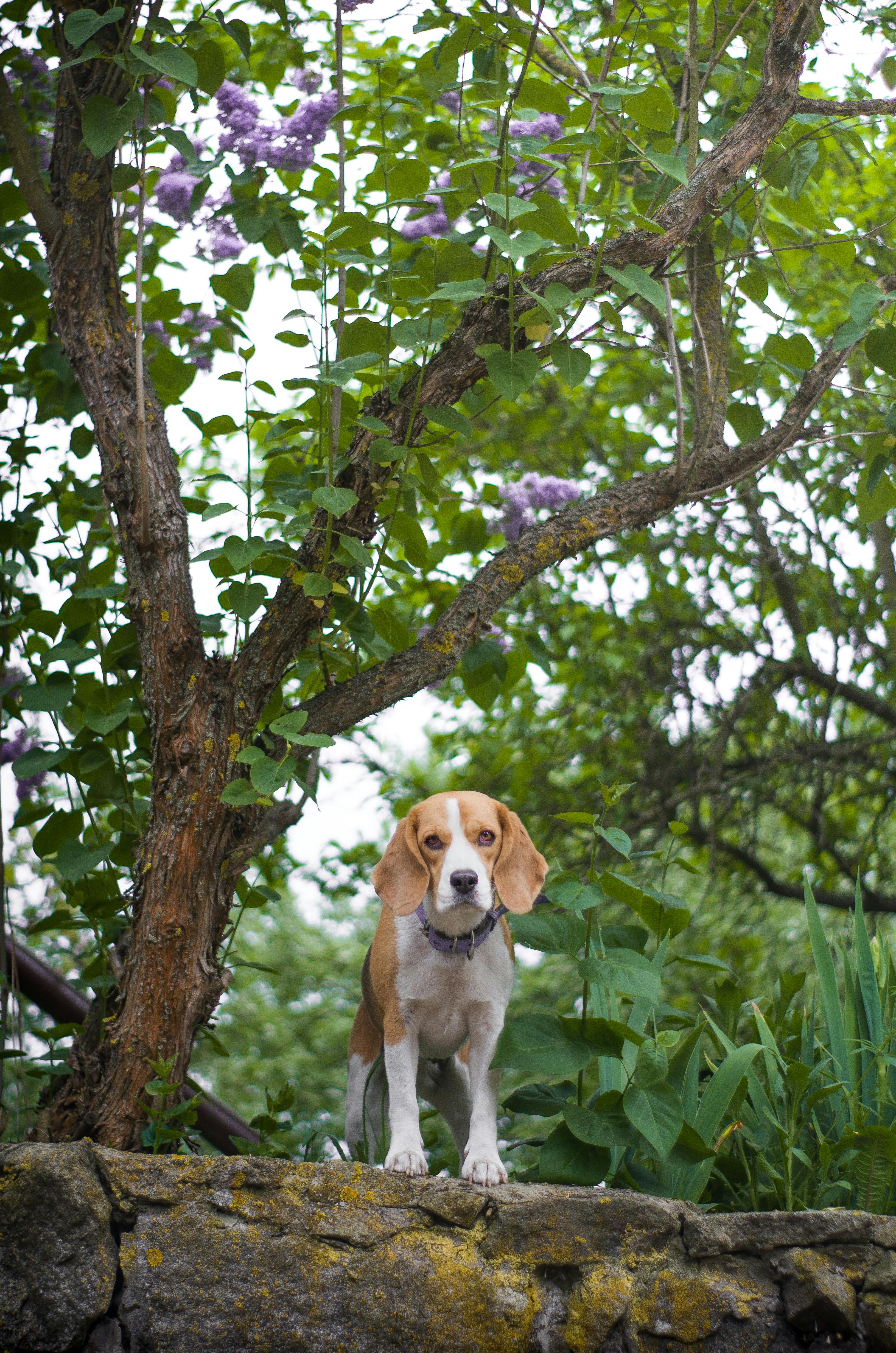 Beagle Photos, Download The BEST Free Beagle Stock Photos & HD Images