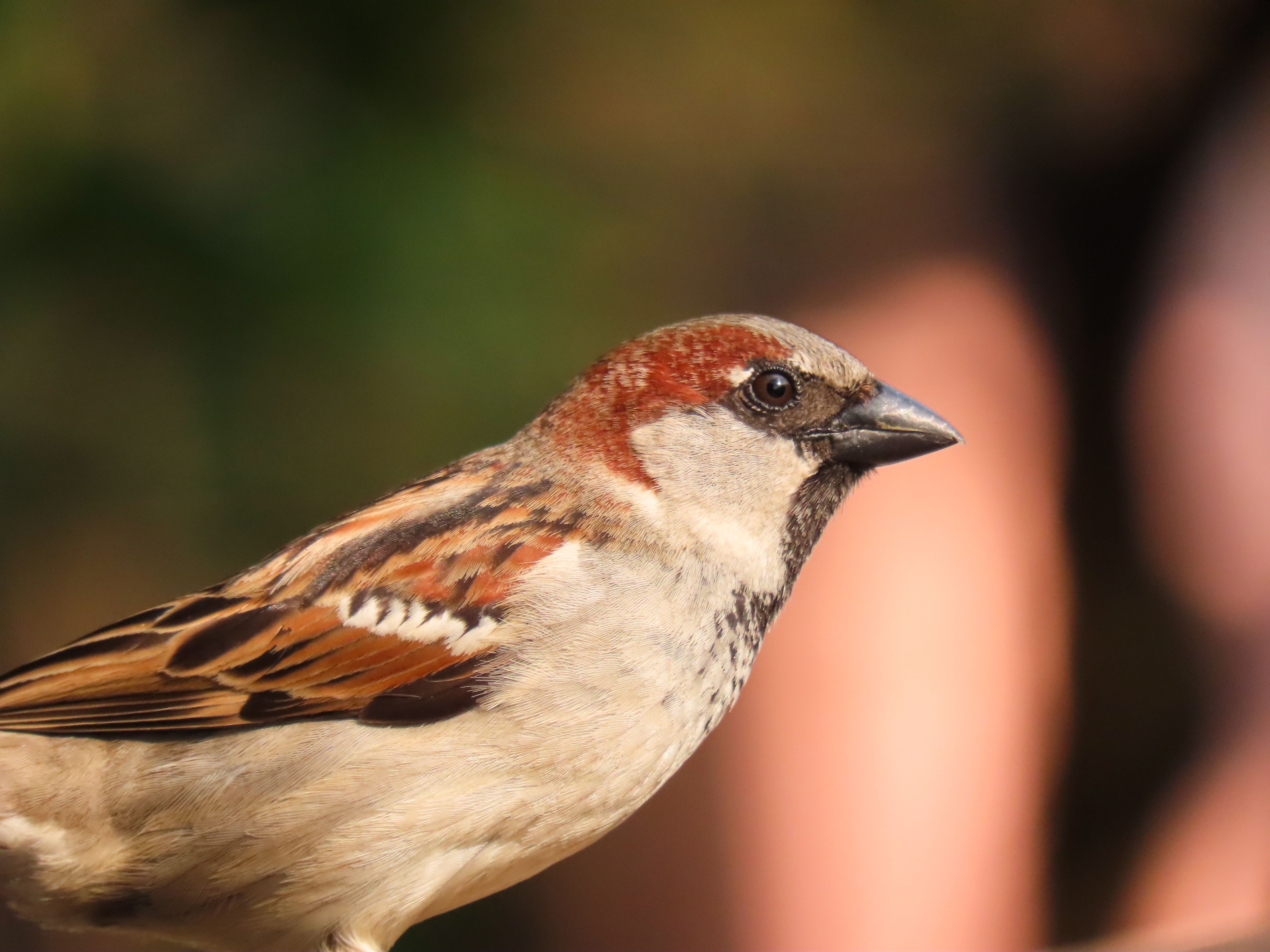 Pair of House Sparrows on Branch in Nature · Free Stock Photo