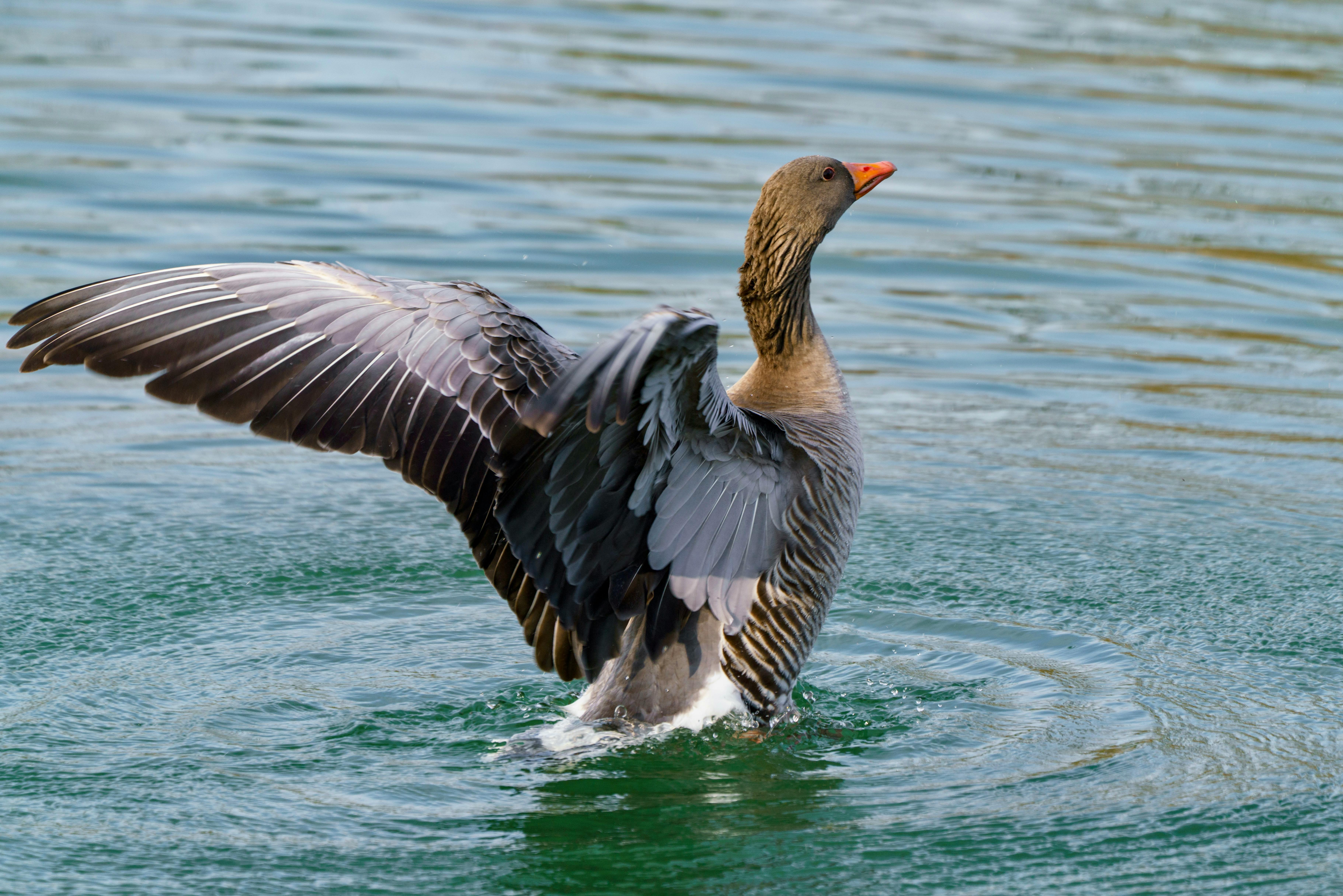 Greylag Goose Spreading Wings in Water · Free Stock Photo