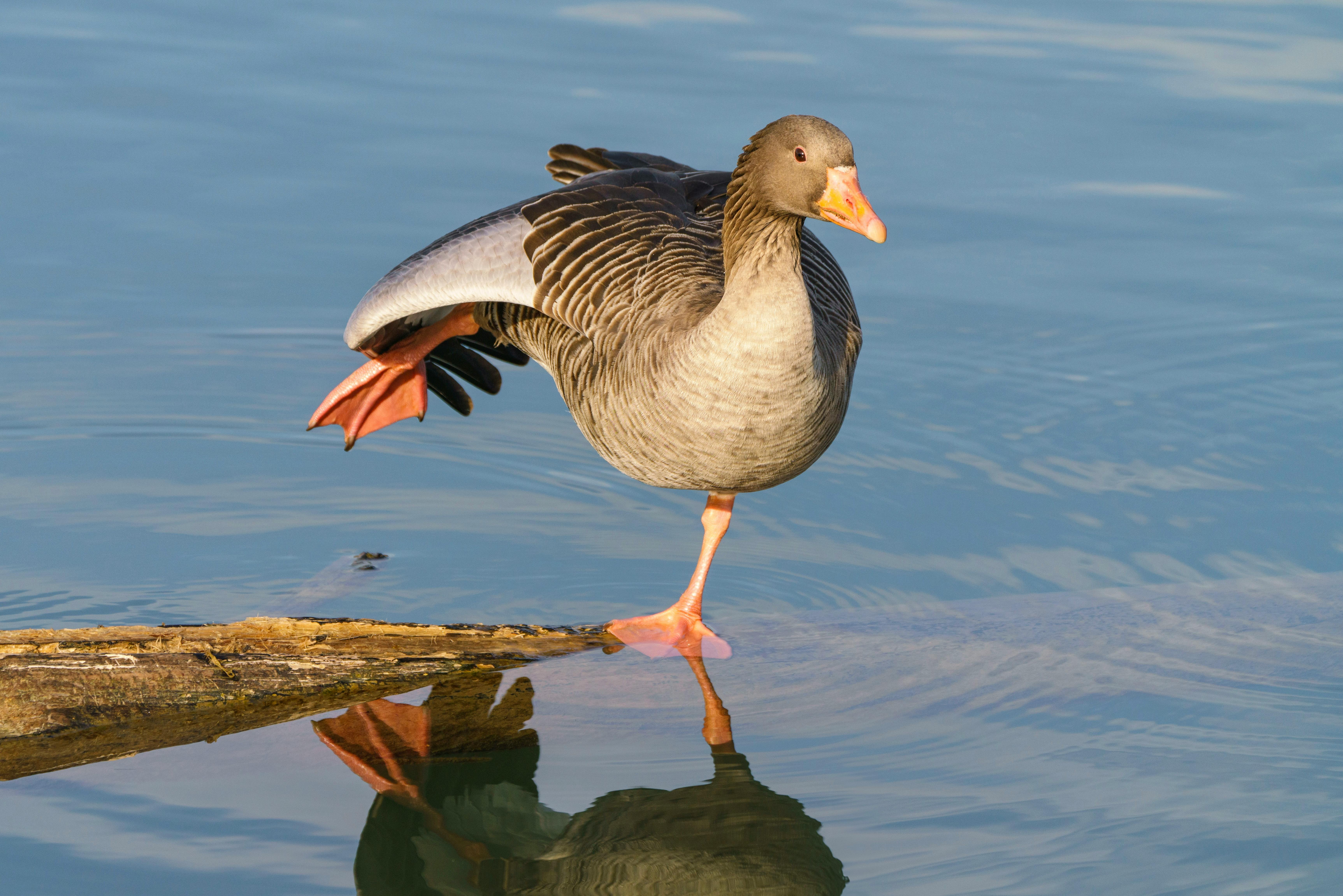 Greylag Goose Balancing on One Leg by Lake · Free Stock Photo