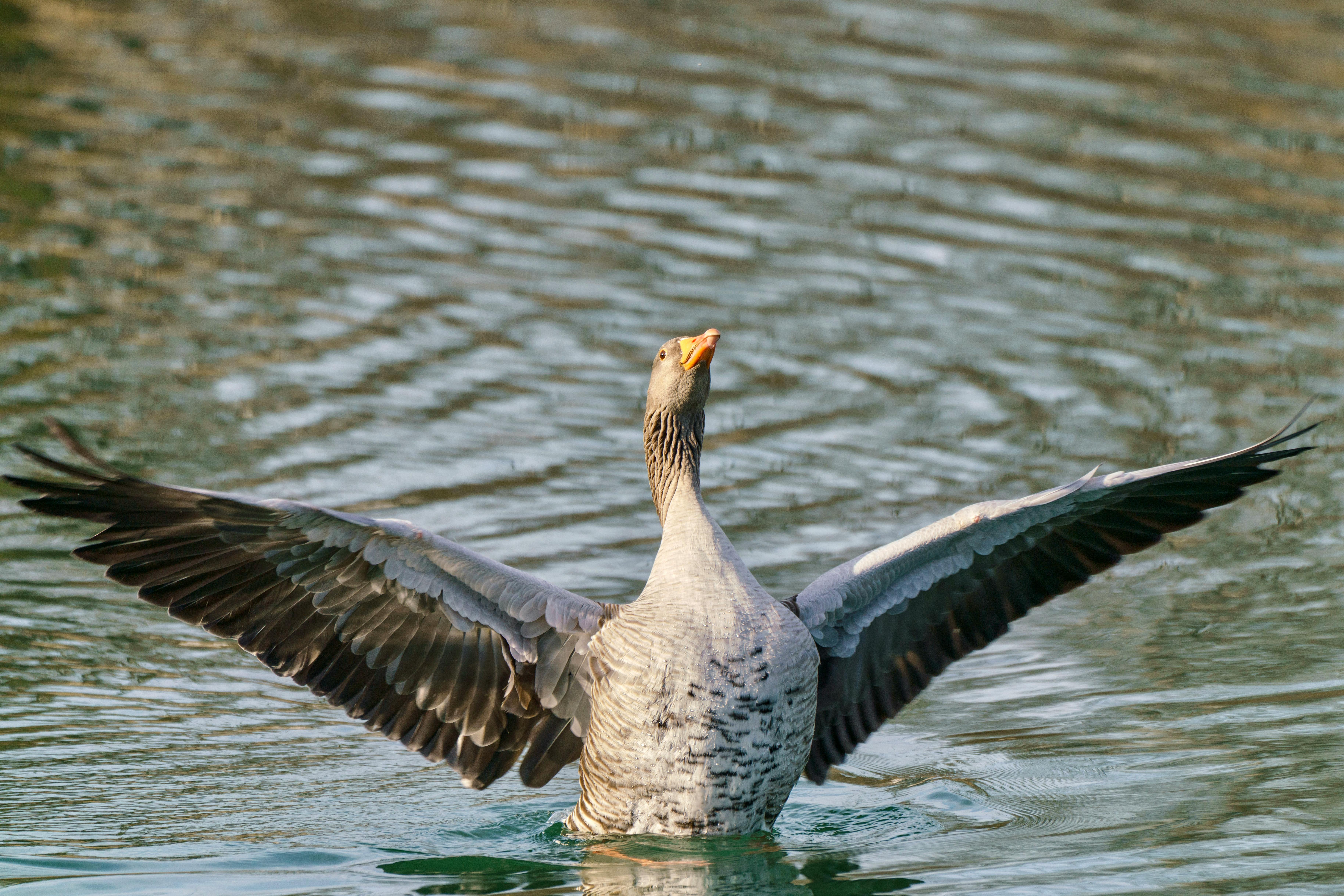 Wild Goose Spreading Wings on Serene Lake · Free Stock Photo