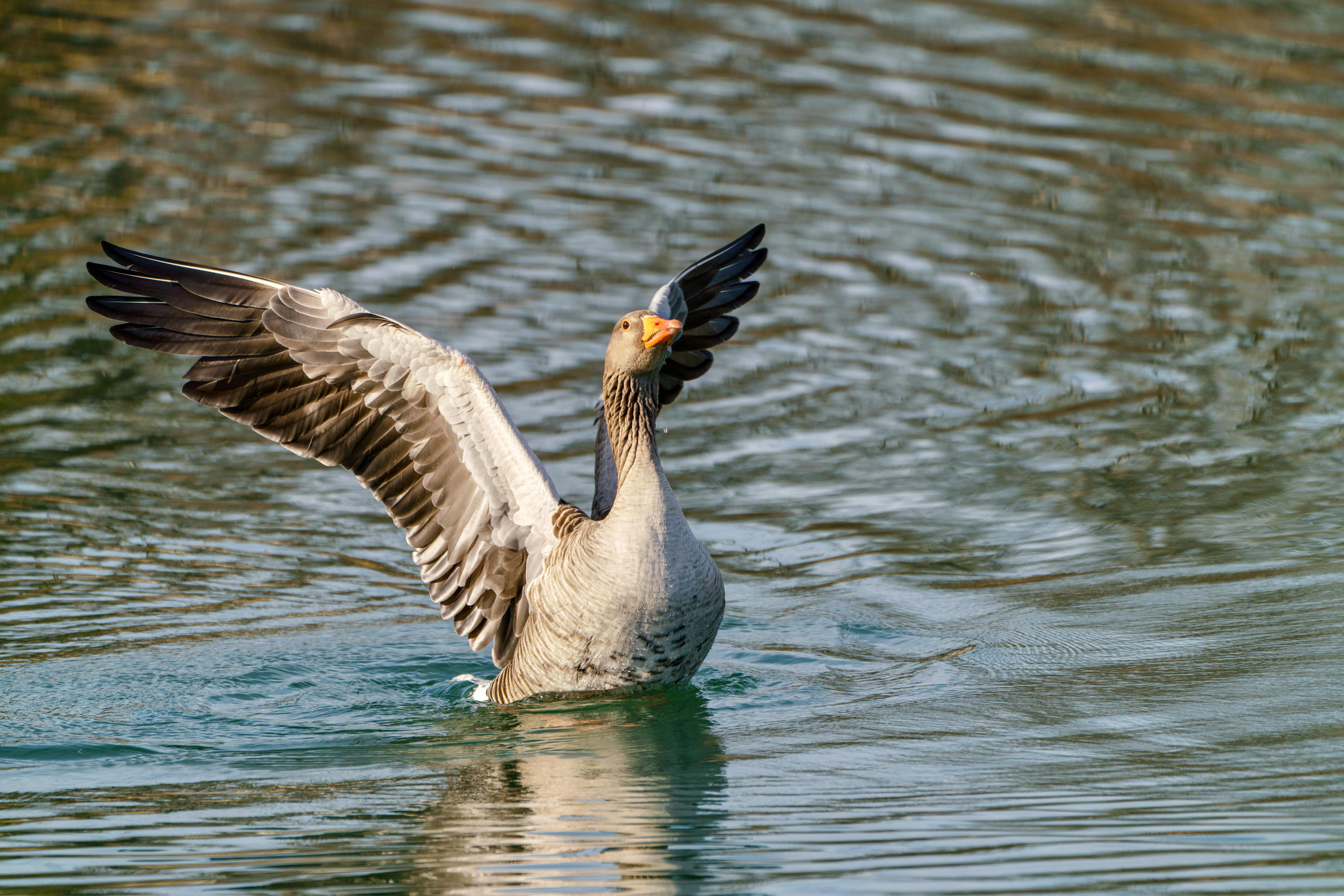 Majestic Goose with Outstretched Wings on Lake · Free Stock Photo
