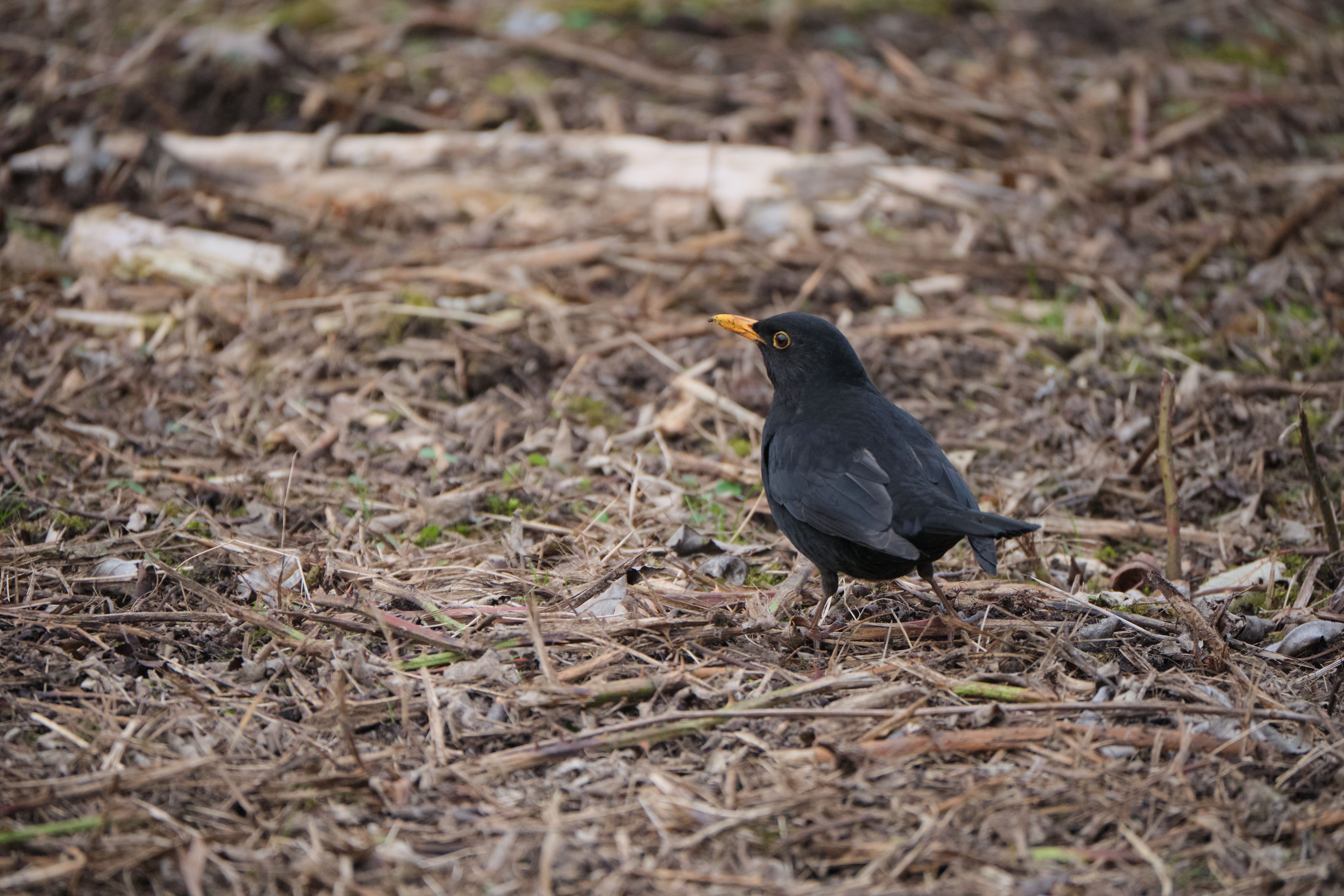 European Blackbird Among Natural Woodland Setting · Free Stock Photo