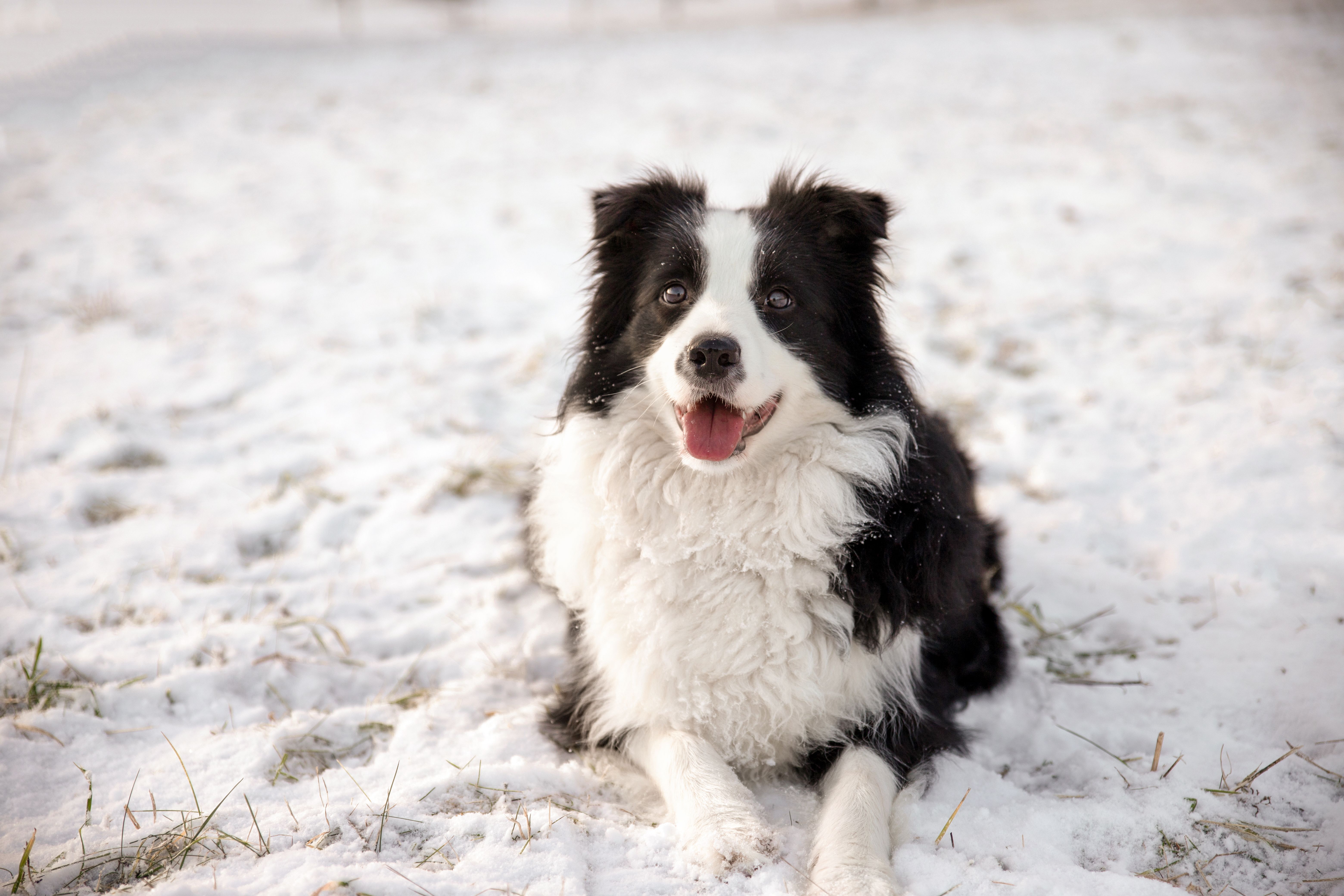 Happy Border Collie Enjoying a Snowy Day · Free Stock Photo