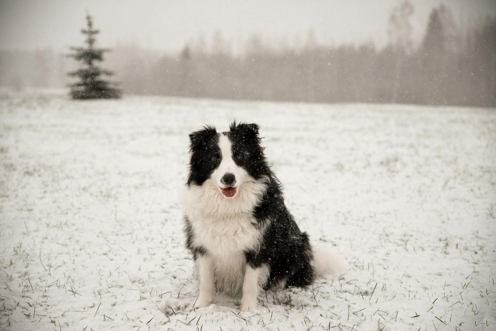 Border Collie Photos, Download The BEST Free Border Collie Stock Photos ...