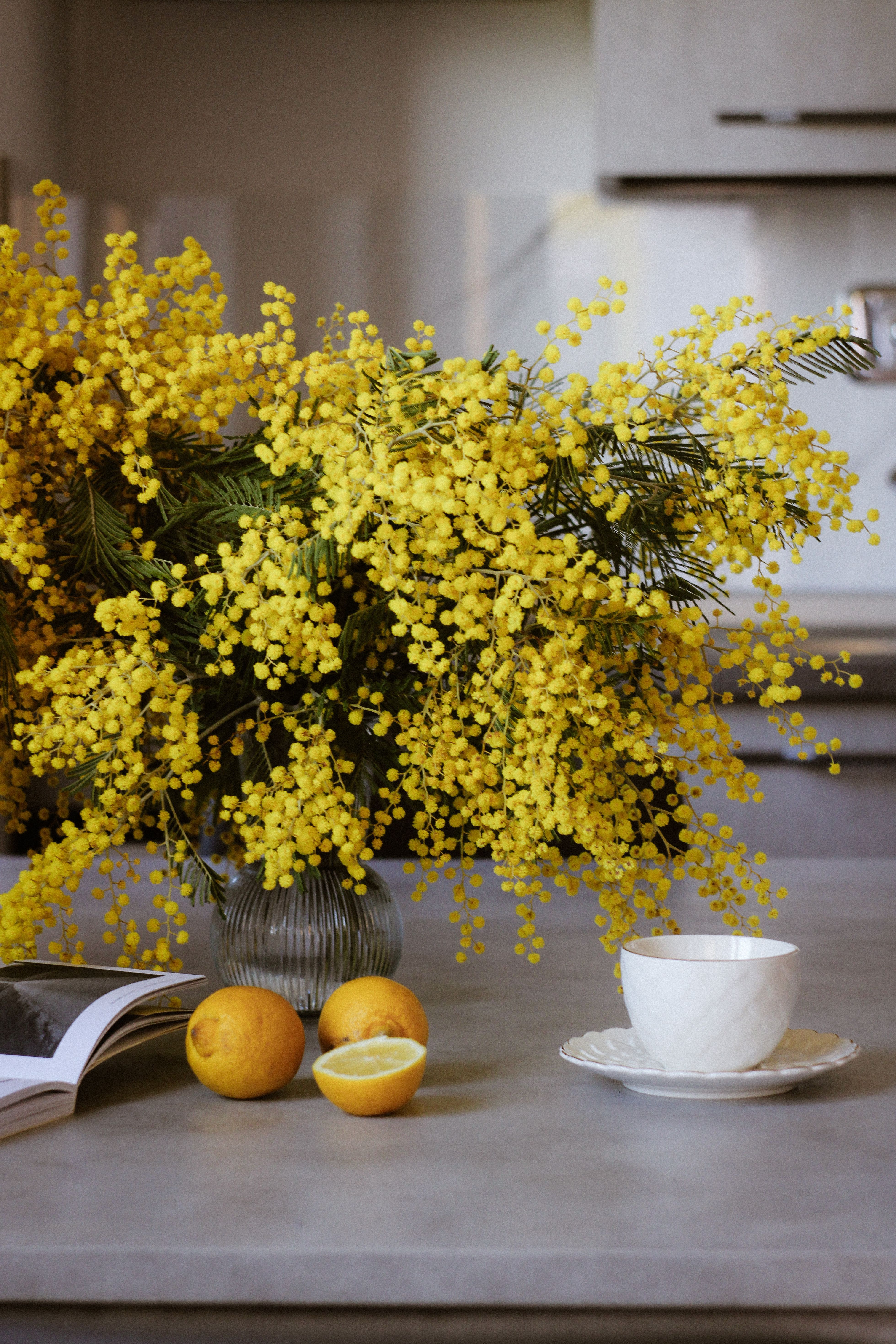 Elegant Indoor Mimosa Arrangement with Lemons · Free Stock Photo