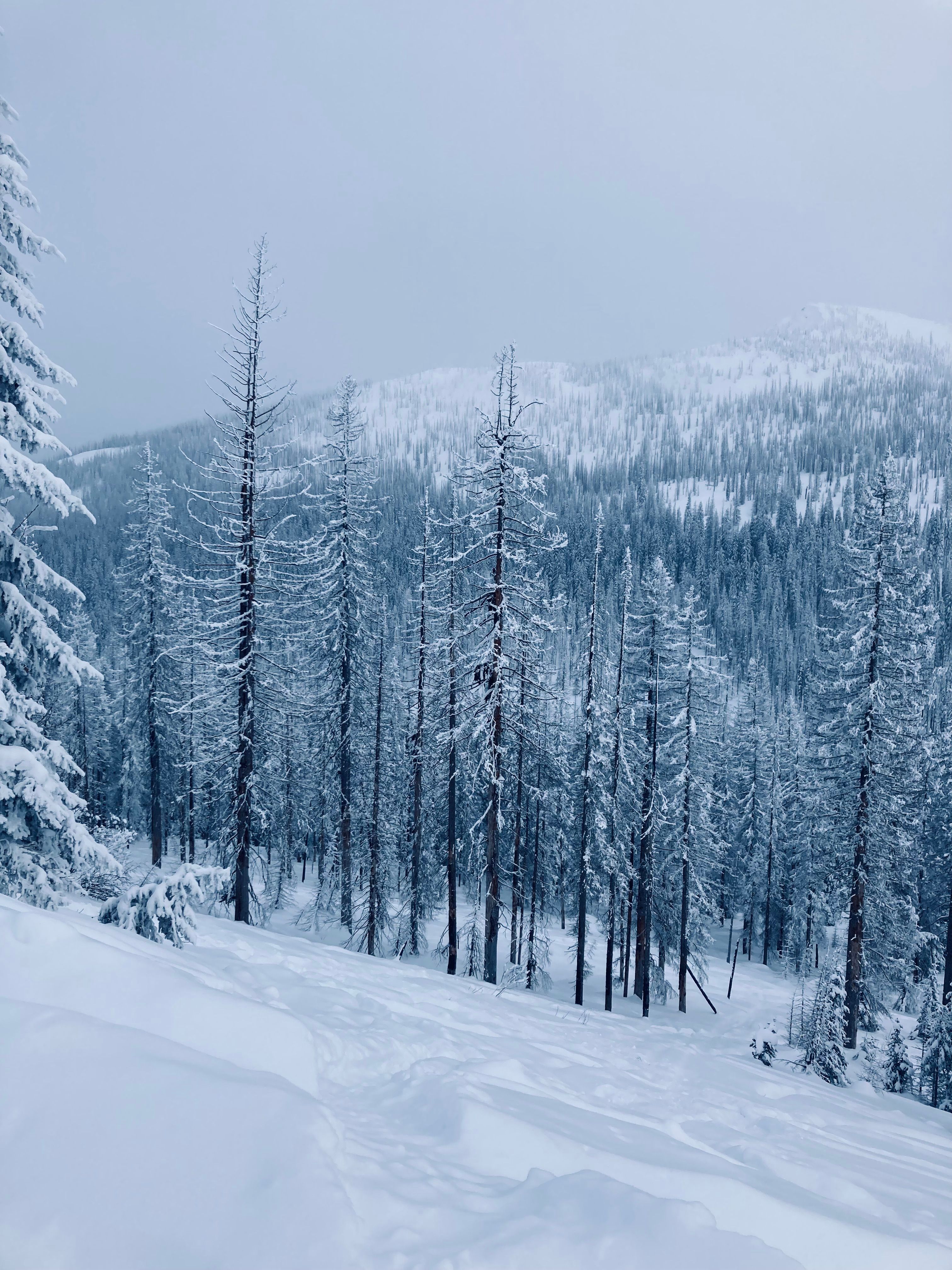 Snowy Landscape in Trestle Creek, Idaho · Free Stock Photo