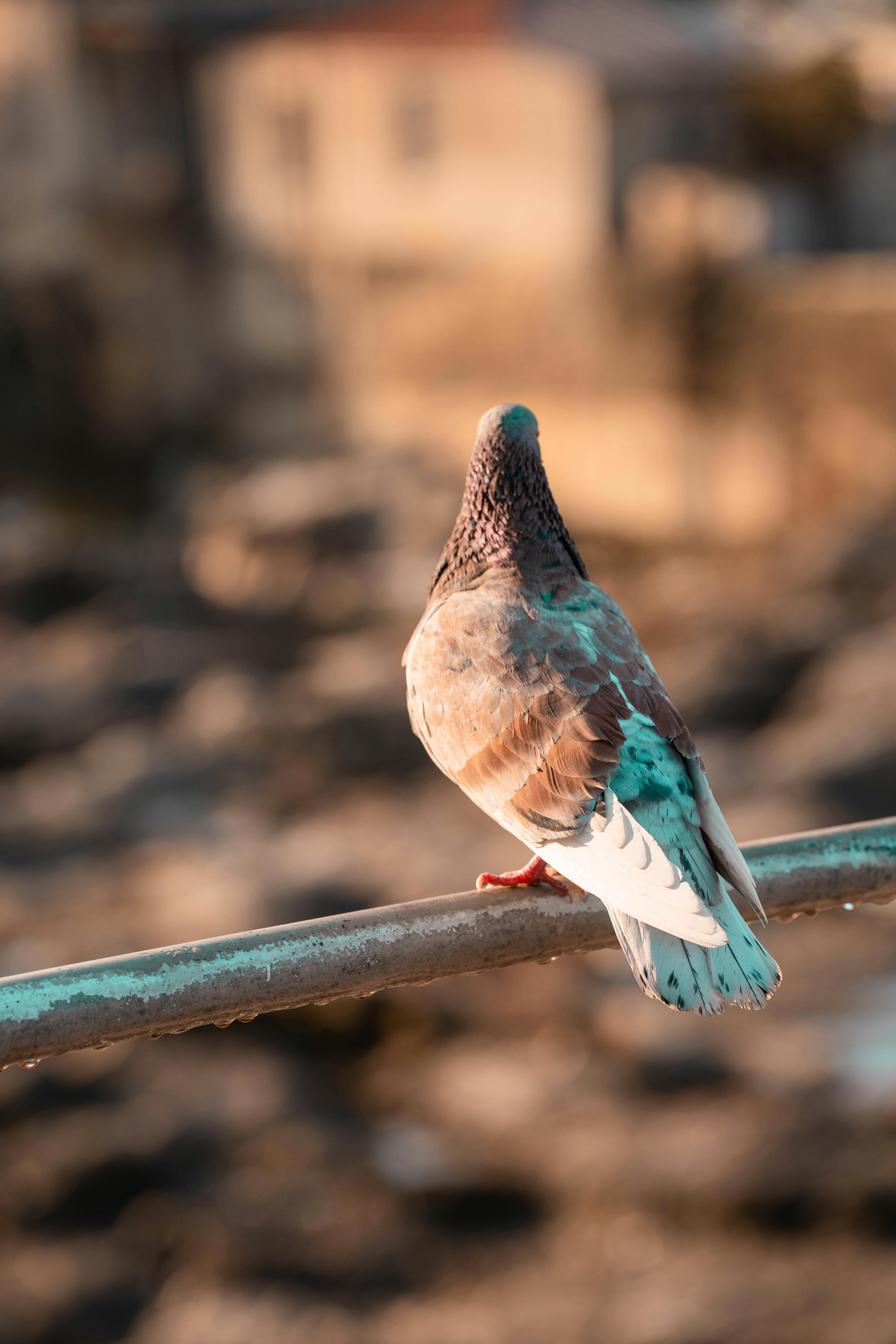 Pigeon Chest Photos, Download The BEST Free Pigeon Chest Stock Photos ...