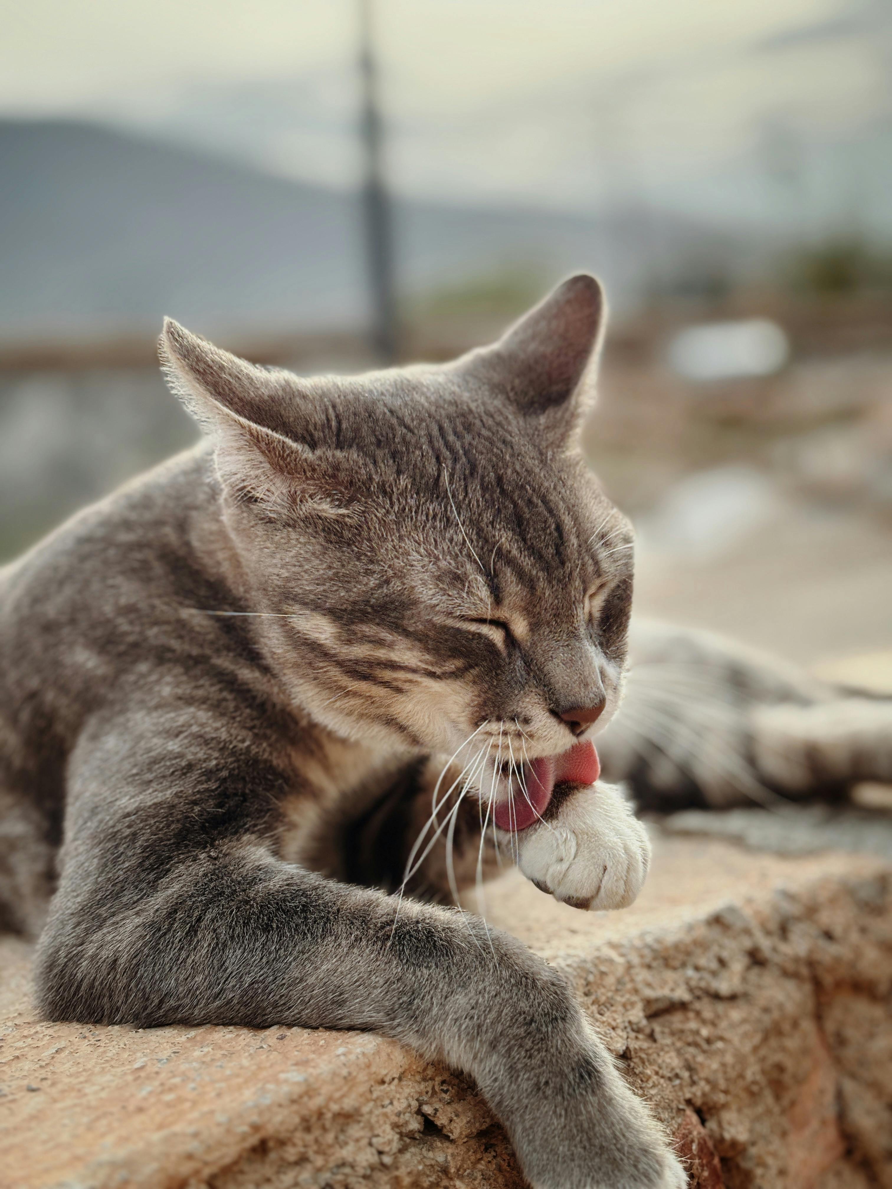 Tabby Cat Grooming Itself on a Stone Surface · Free Stock Photo