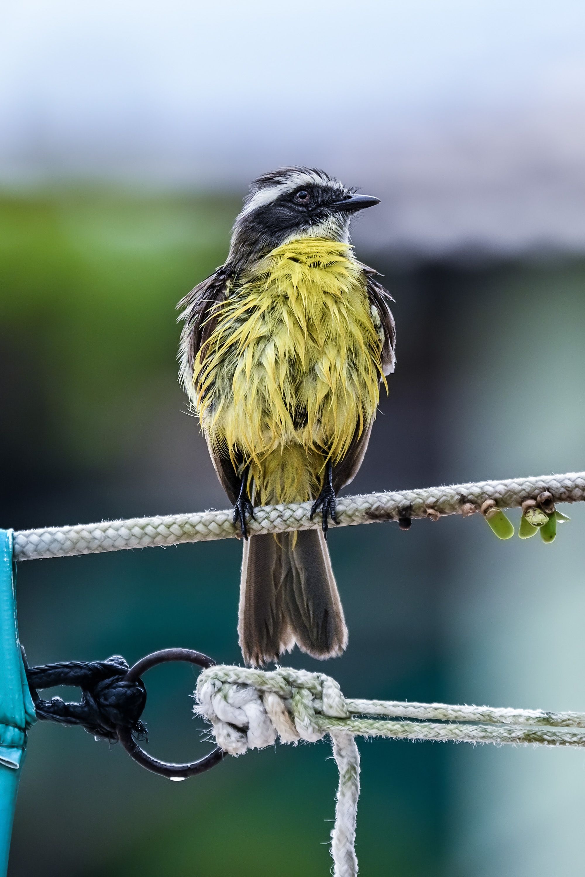 Close-up Portrait of a Tropical Yellow Bird · Free Stock Photo