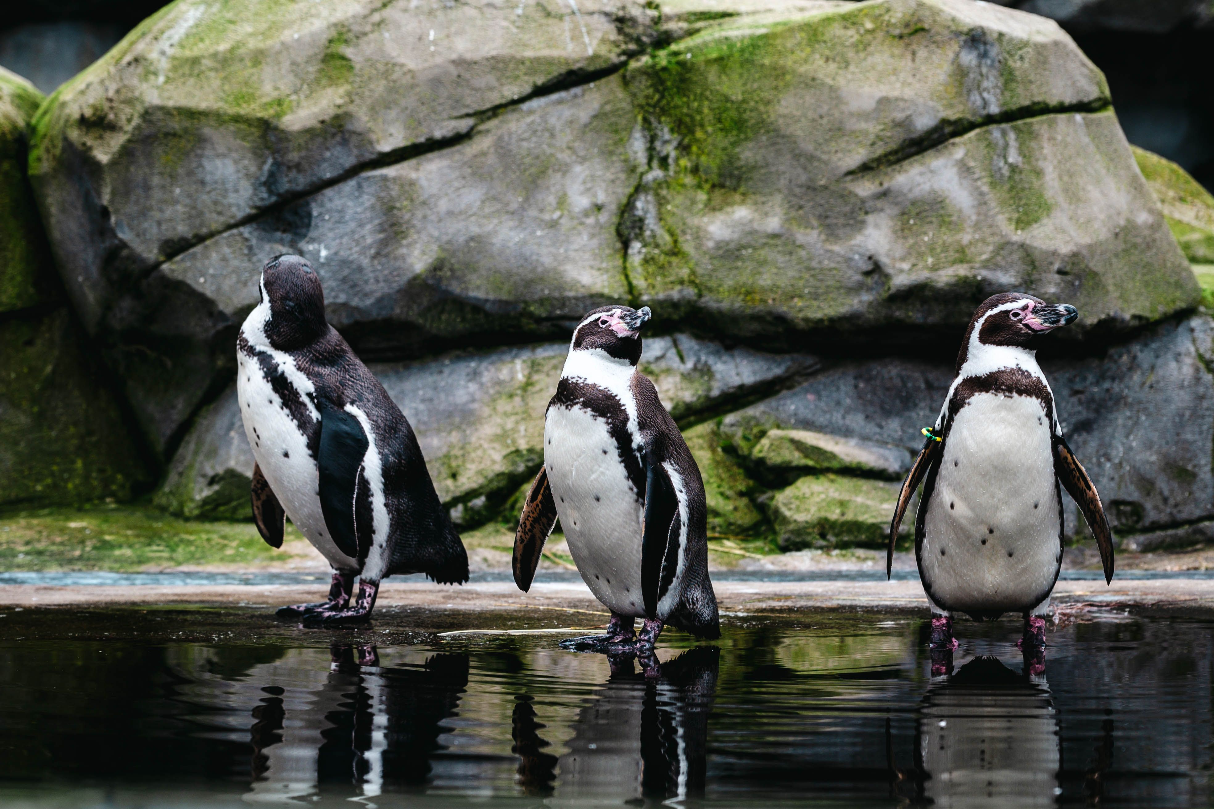 Group of Penguins · Free Stock Photo