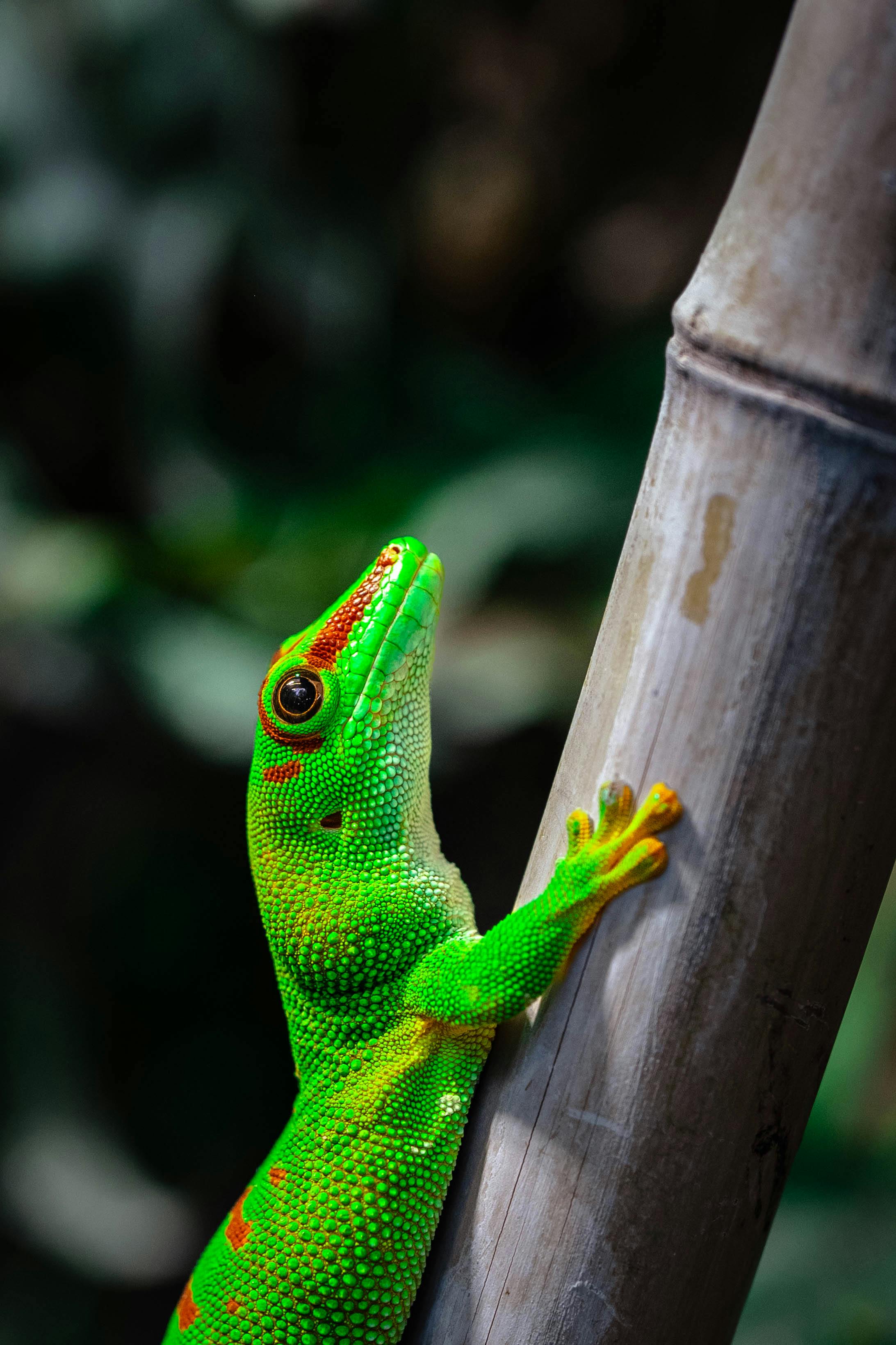 Close-up of a Green Day Gecko on Bamboo · Free Stock Photo