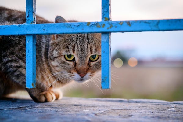 Goofy Ahh Cat Photos, Download The BEST Free Goofy Ahh Cat Stock Photos ...