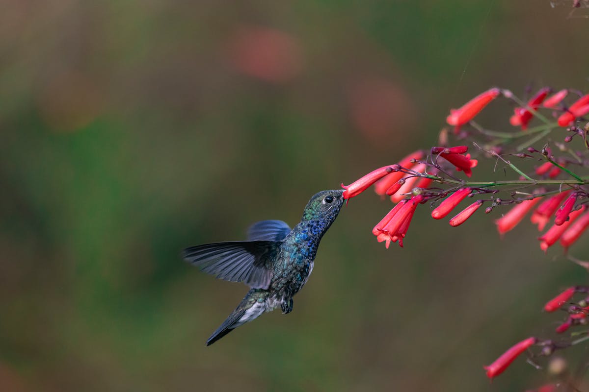 Baj Bird Photos, Download The BEST Free Baj Bird Stock Photos & HD Images