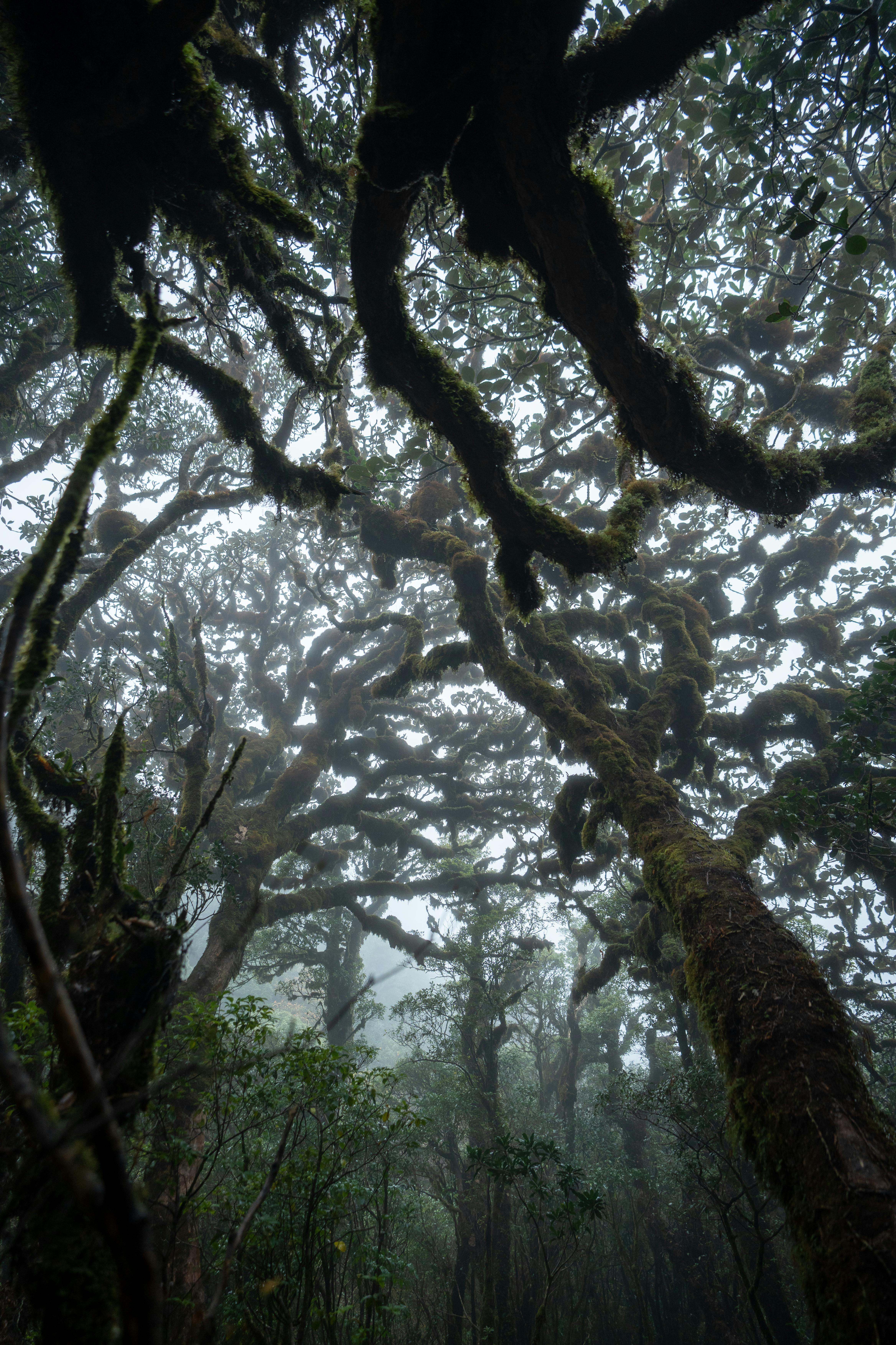 Misty Forest Canopy with Twisting Branches · Free Stock Photo