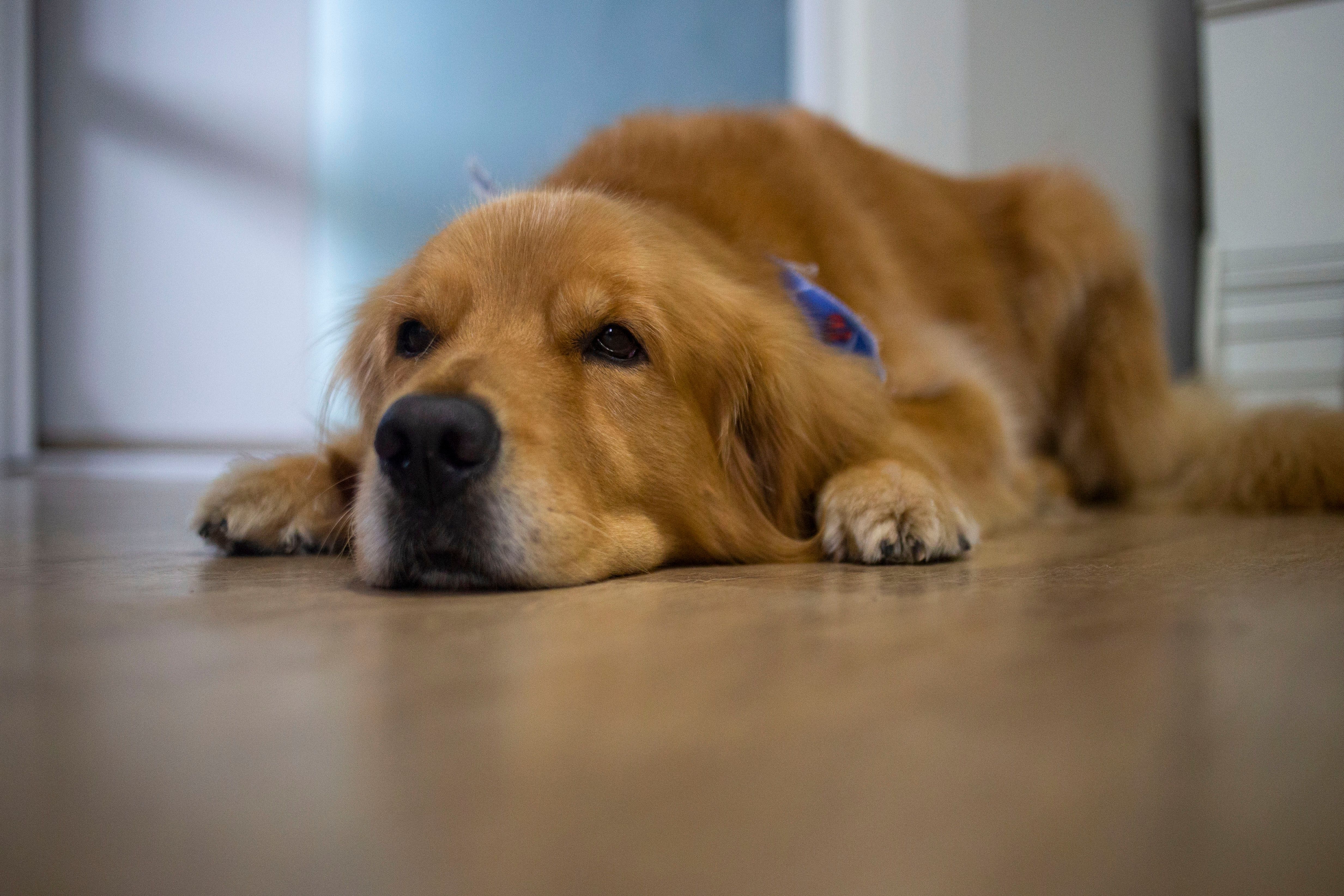 Relaxed Golden Retriever Resting Indoors · Free Stock Photo