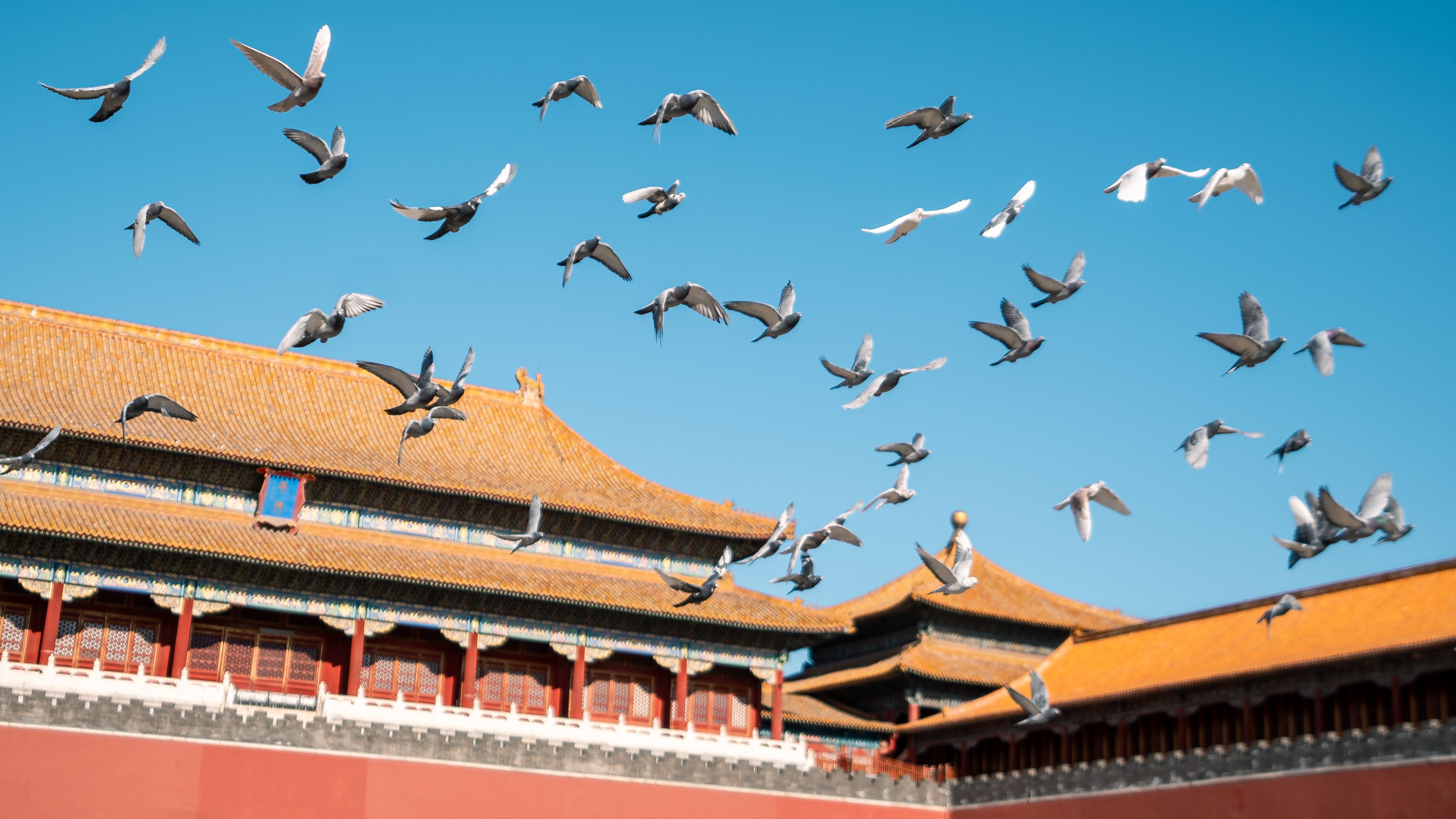 Pigeons Flying Over Historic Chinese Architecture · Free Stock Photo