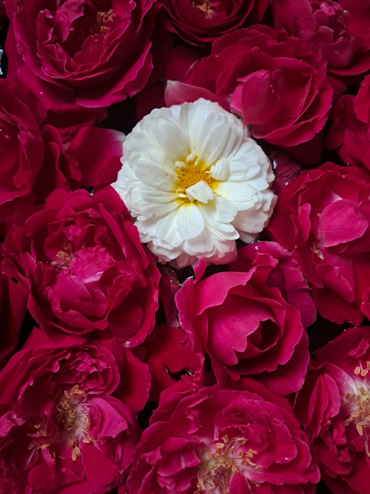 Flower Portrait Photos, Download The BEST Free Flower Portrait Stock ...