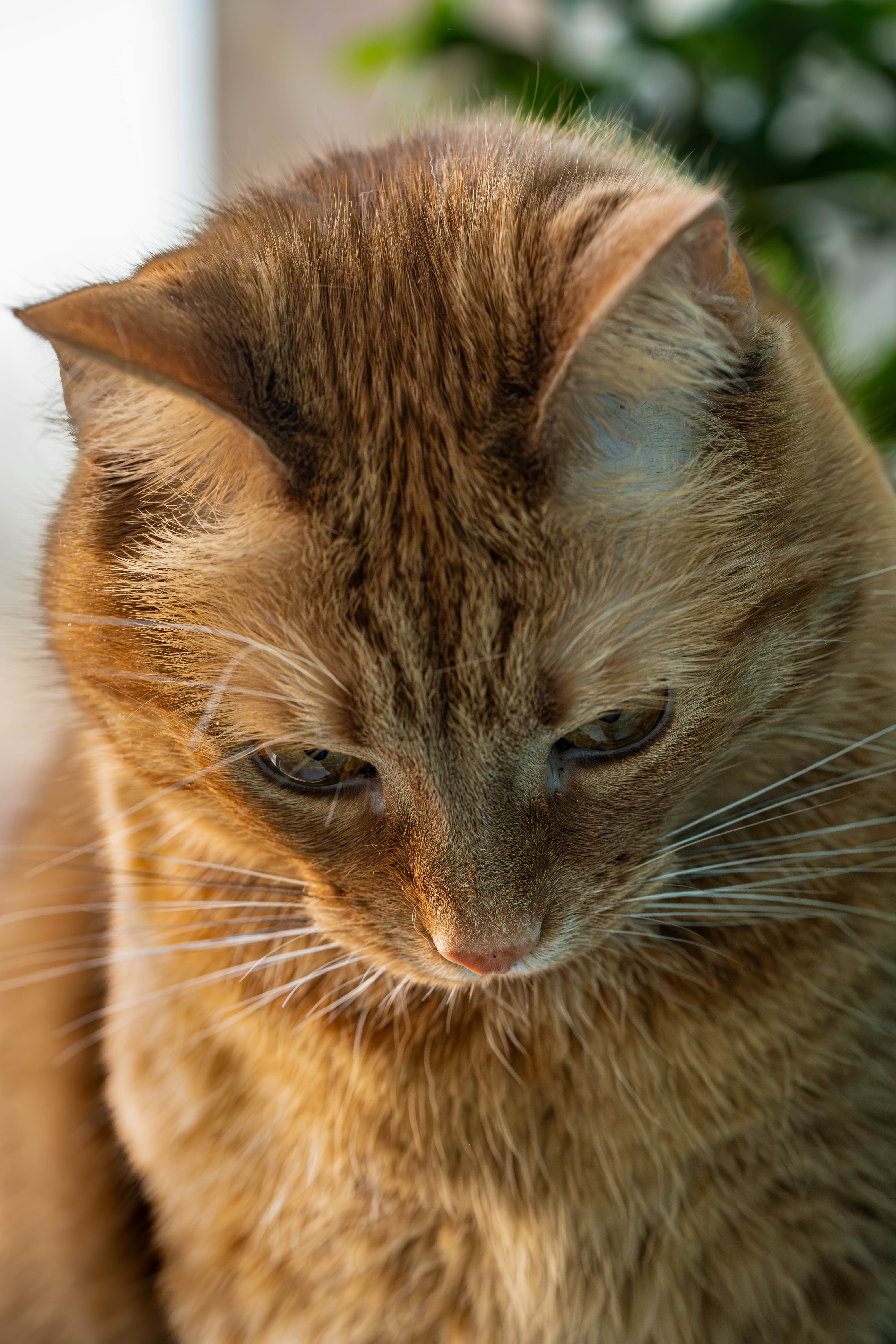Close-Up of a Thoughtful Ginger Cat · Free Stock Photo