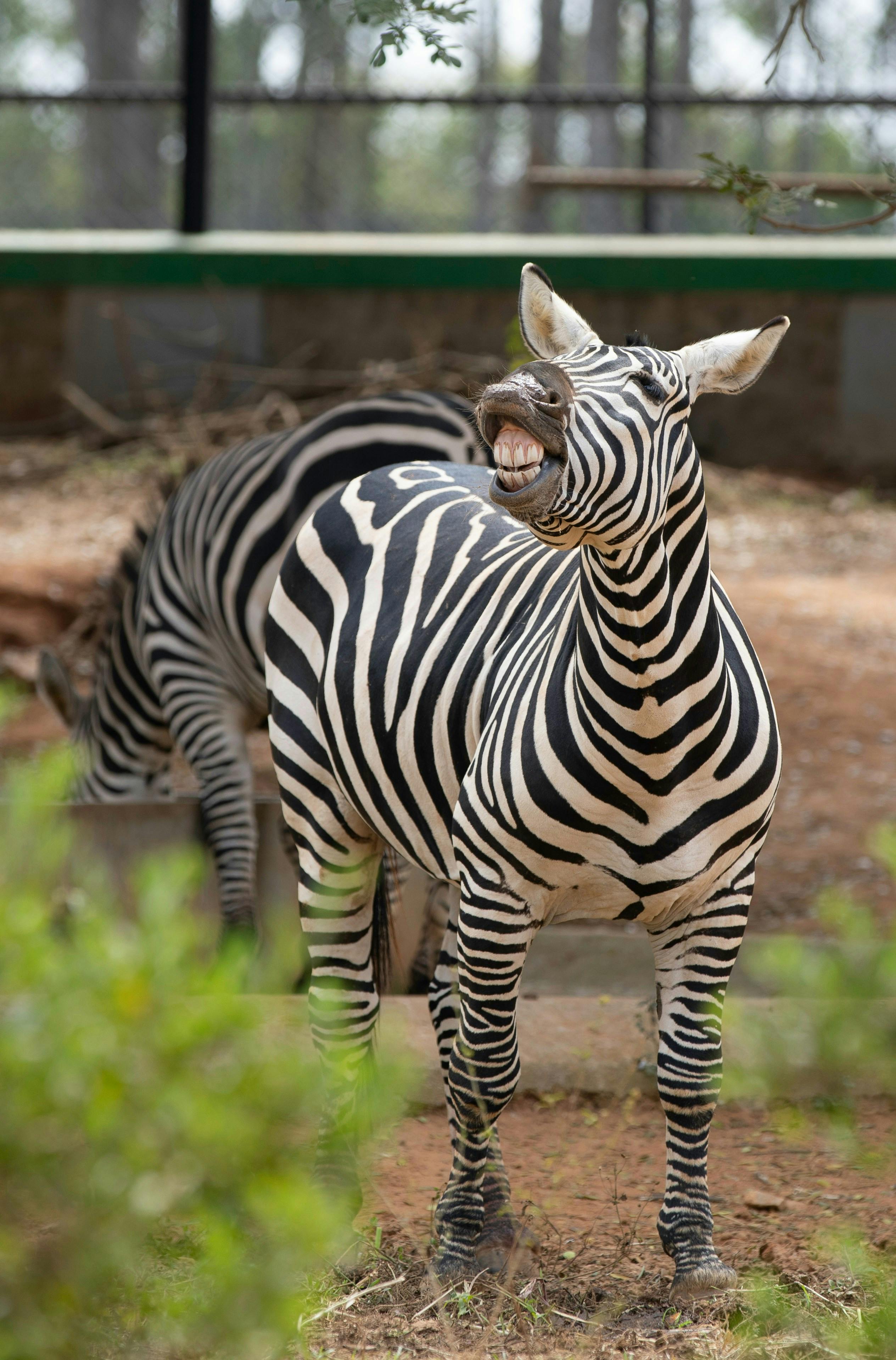 Smiling Zebra Photos, Download The BEST Free Smiling Zebra Stock Photos ...