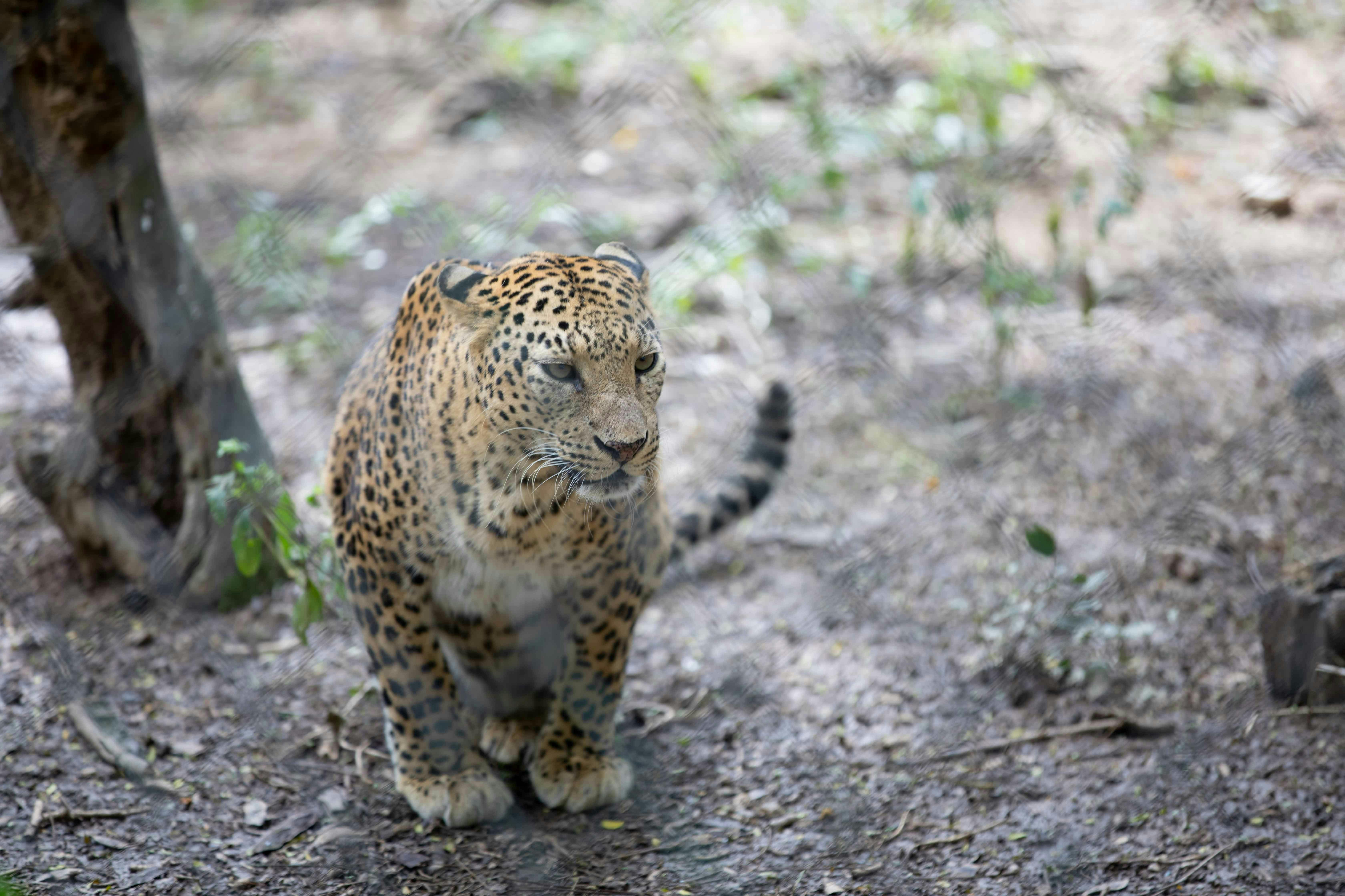 Leopard in Natural Habitat Safari View · Free Stock Photo