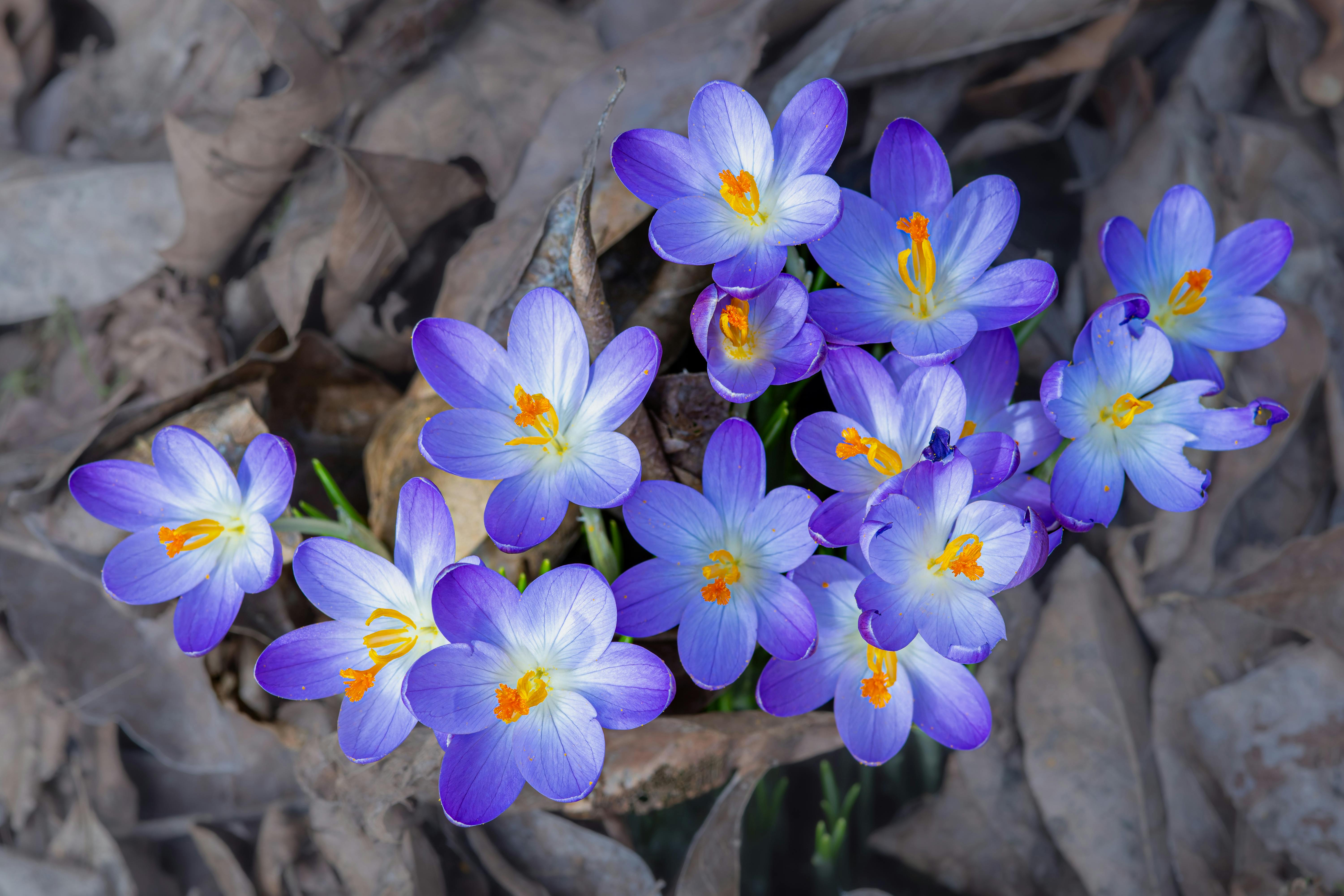Vibrant Crocus Flowers Blooming in Early Spring · Free Stock Photo
