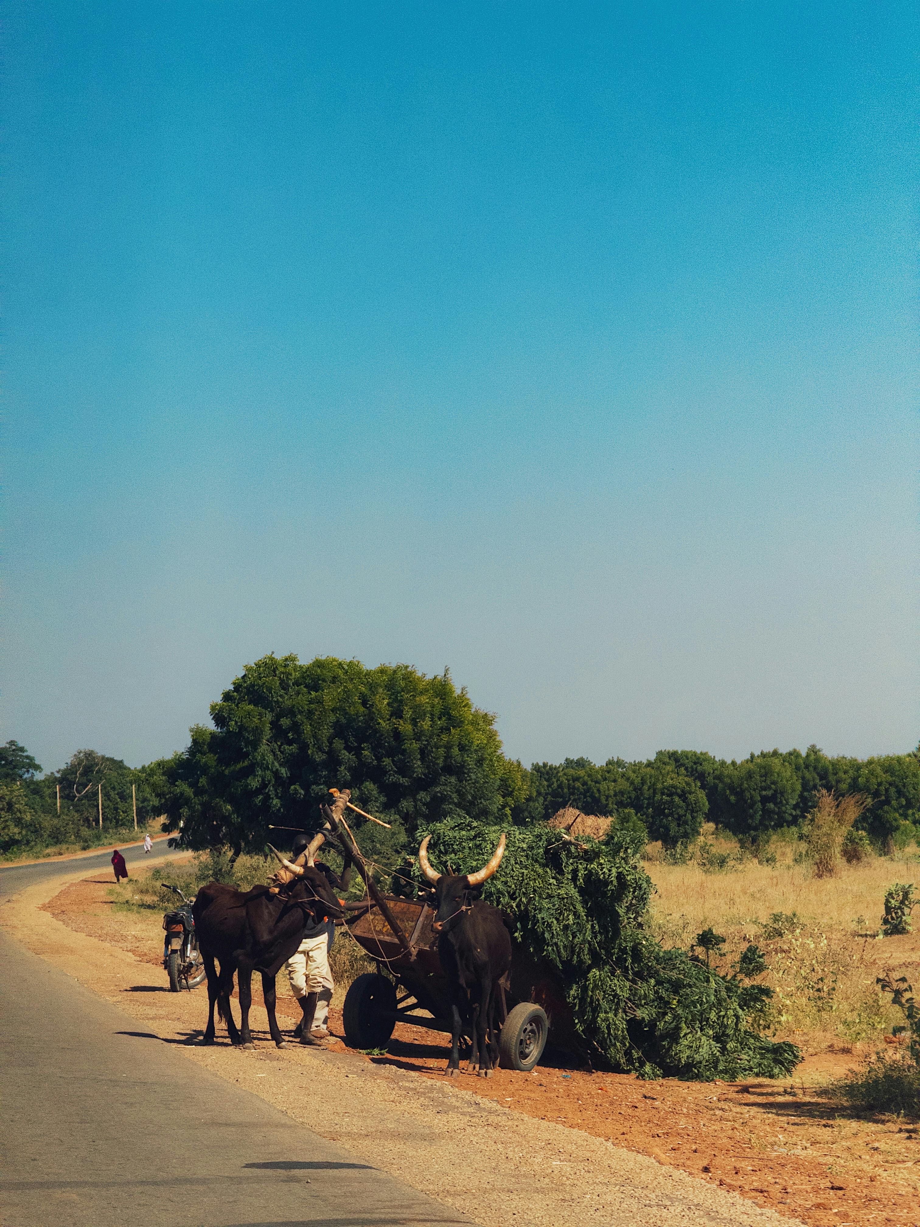 Charrette à Bœufs Traditionnelle Sur Une Route Rurale à Daura, Au ...