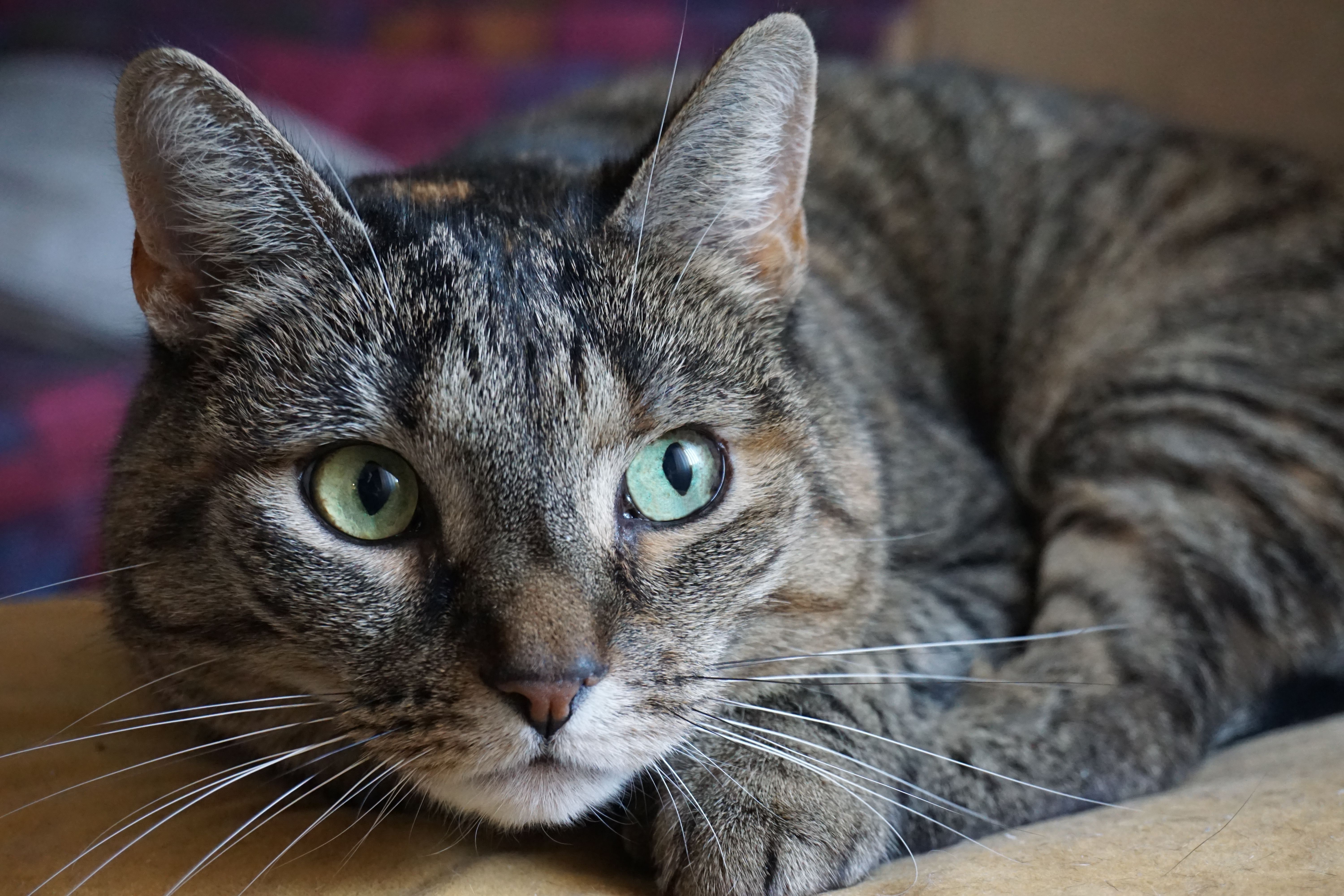 Animasi Kartun Cat Photos, Download The BEST Free Animasi Kartun Cat ...