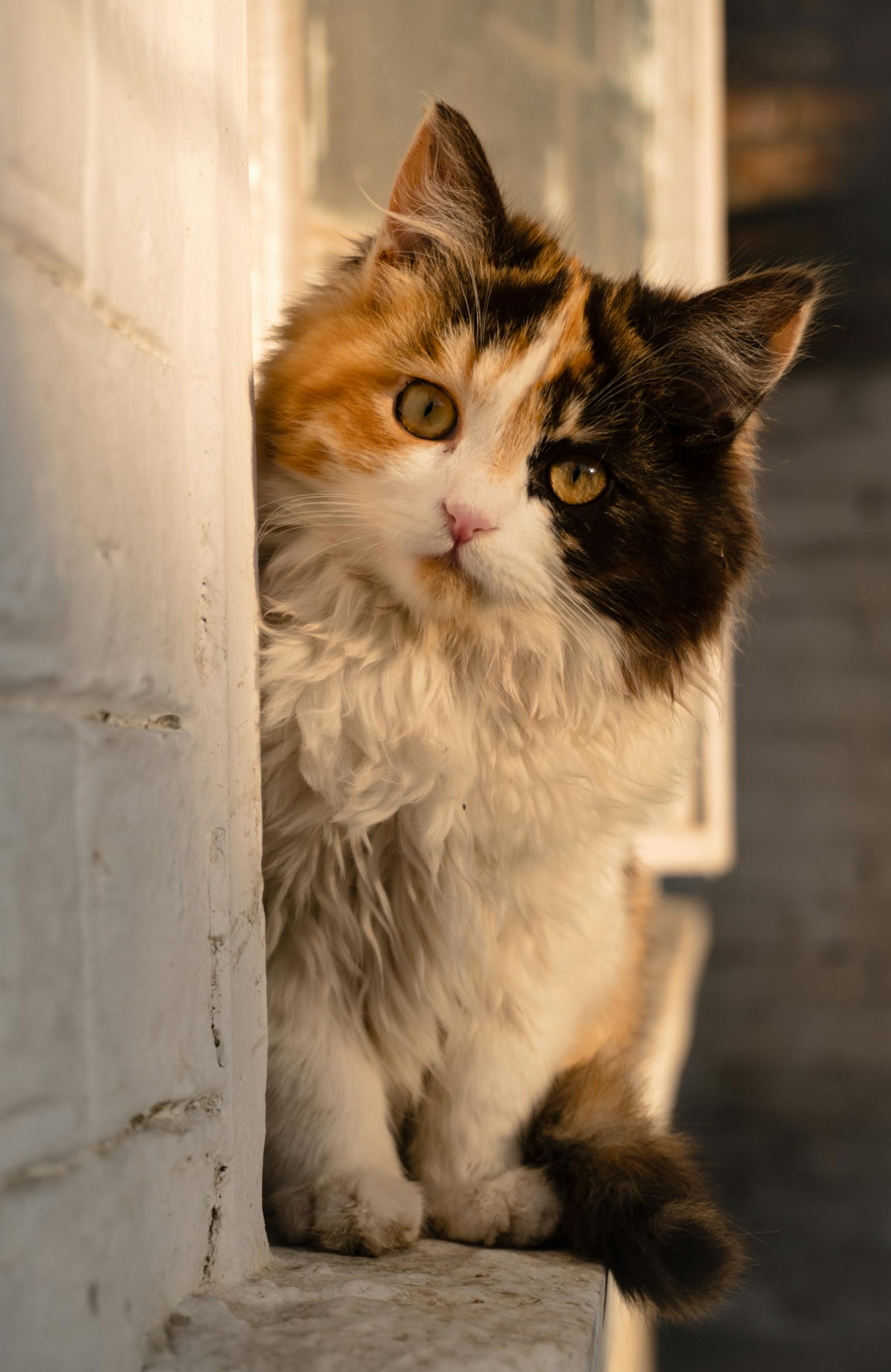 Calico Cat Photos, Download The BEST Free Calico Cat Stock Photos & HD ...