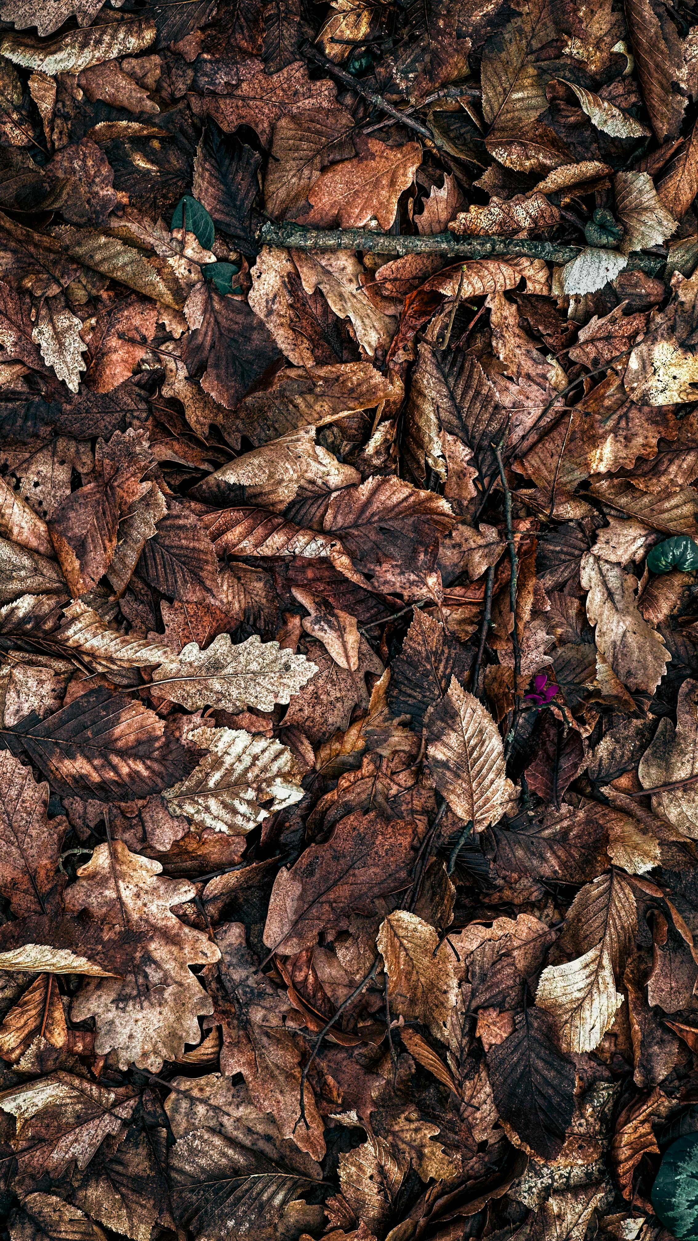 sohaib Mohammed - Photography