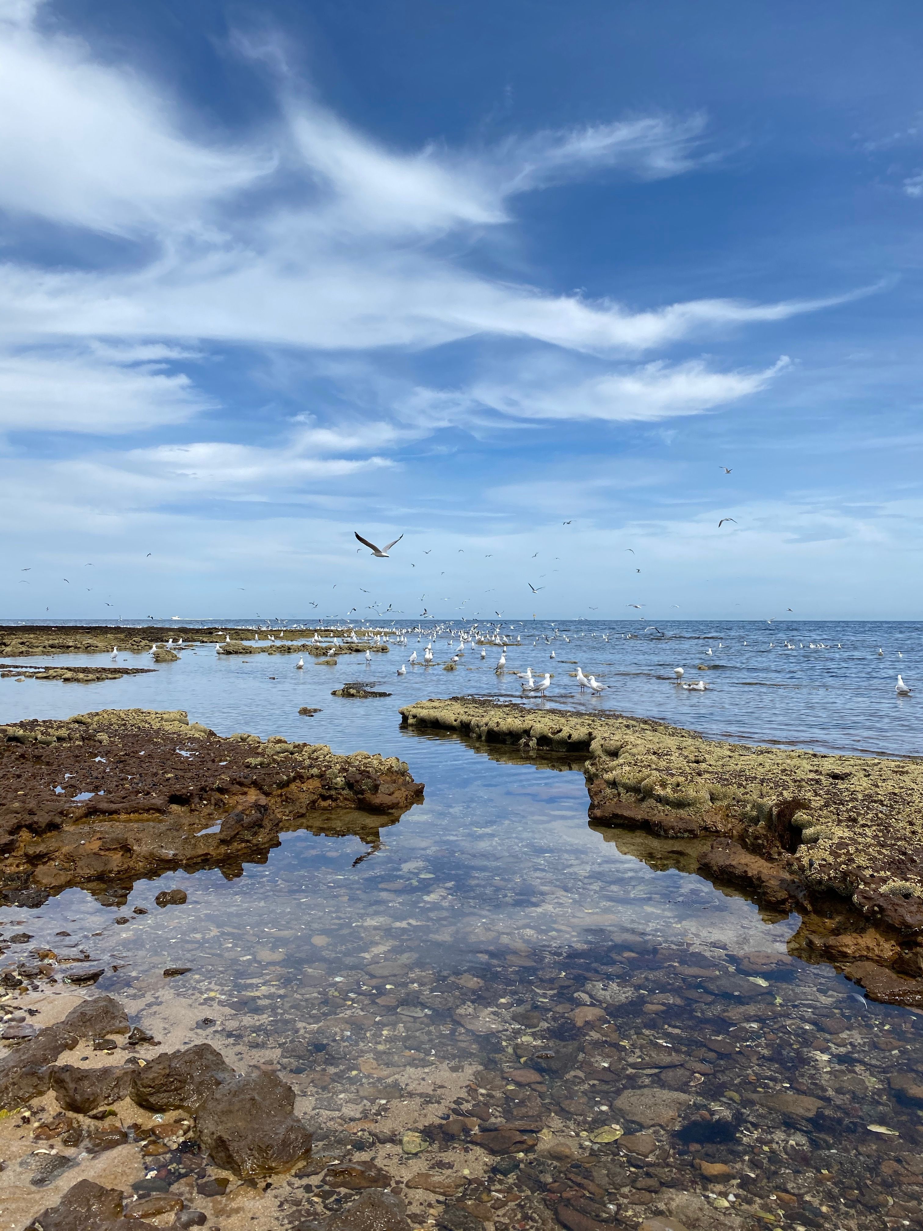 Scenic Rocky Shoreline with Seagulls at the Beach · Free Stock Photo