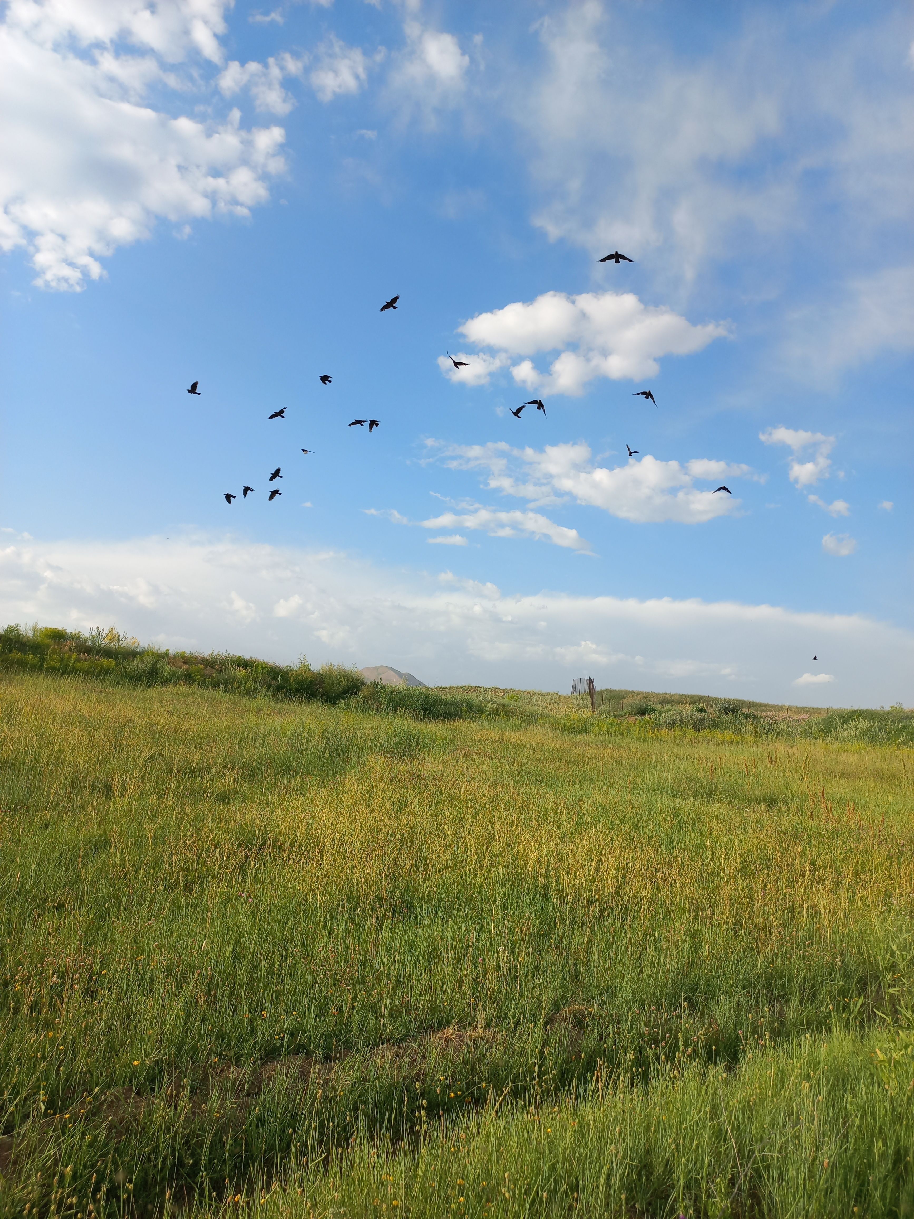 Birds Flying Over Green Field Under Blue Sky · Free Stock Photo