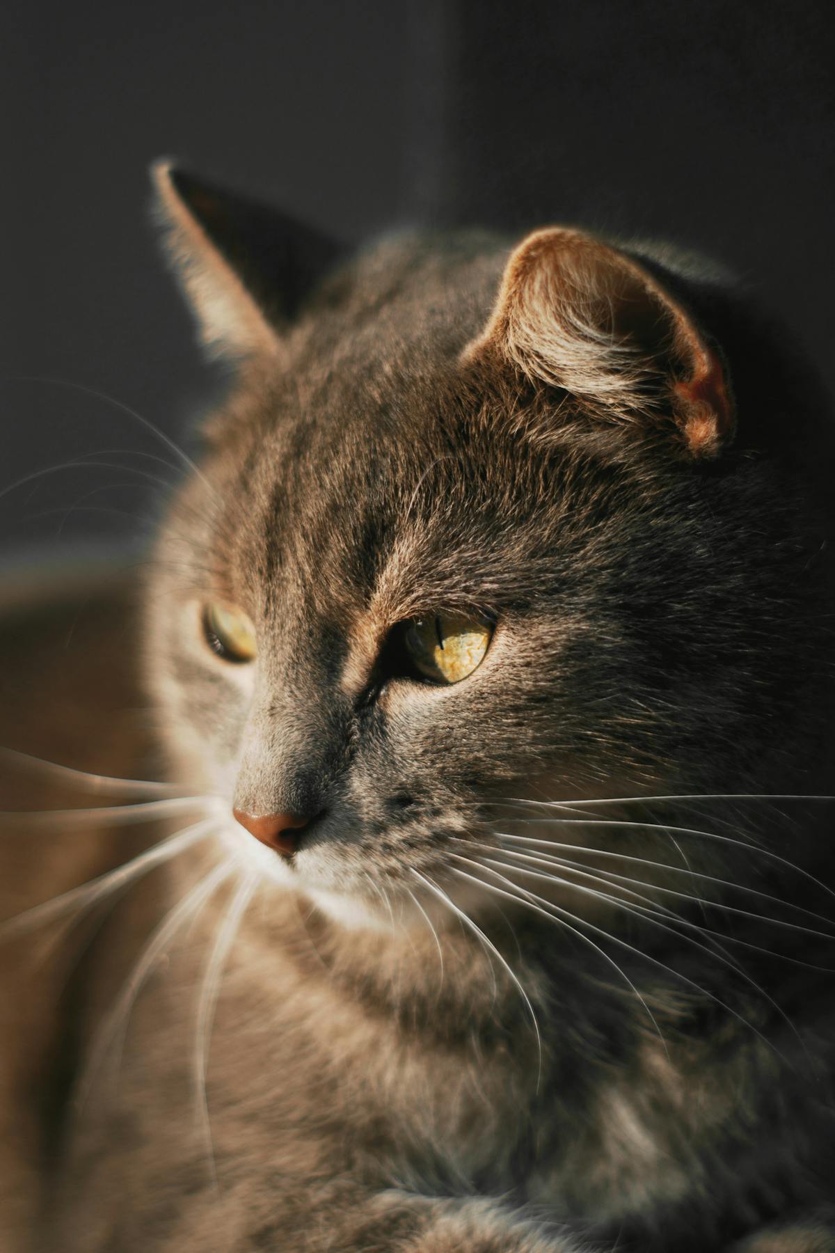 Goofy Ahh Cat Photos, Download The BEST Free Goofy Ahh Cat Stock Photos ...