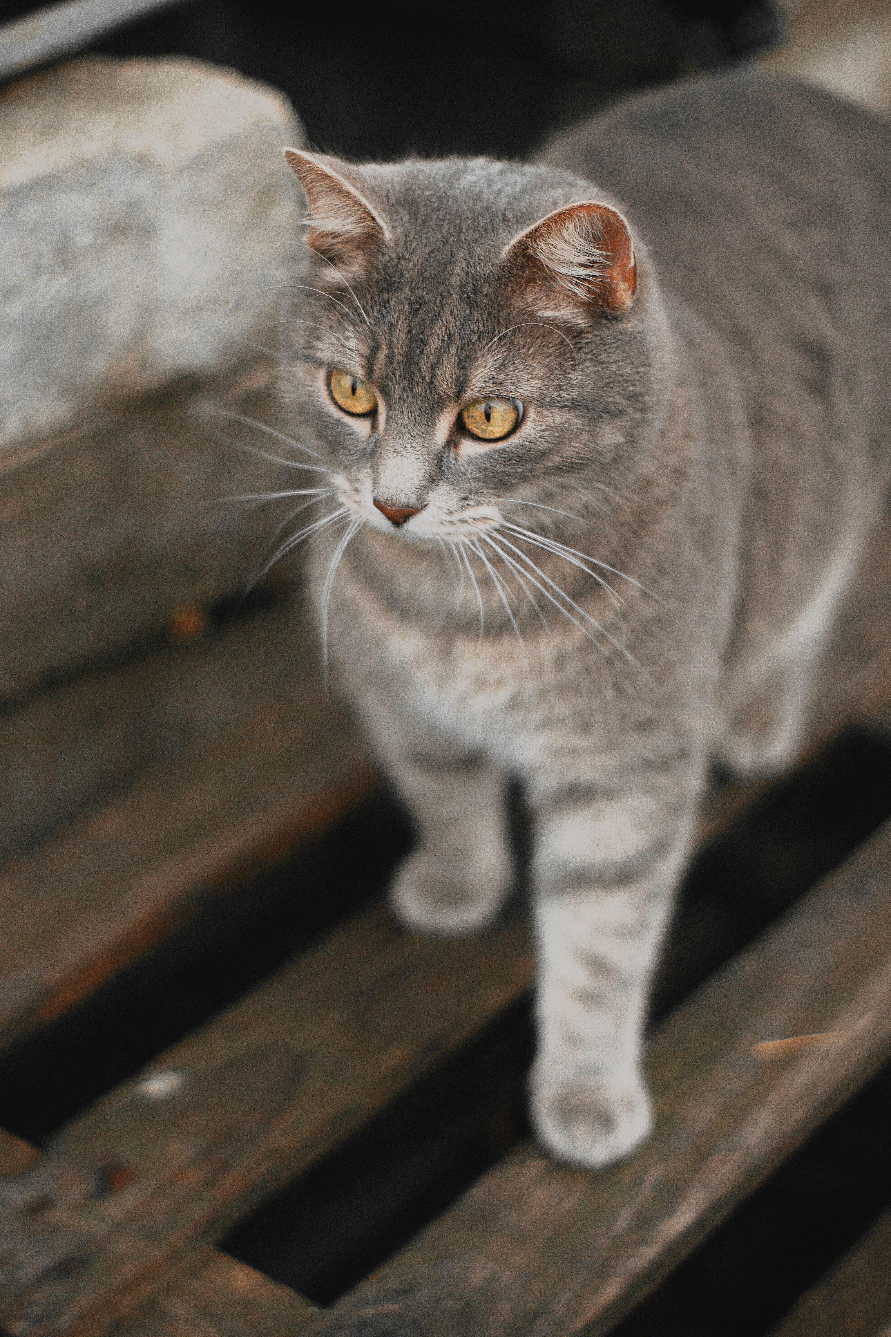 Meraklı Gri Kedi Açık Havada Ahşap Yüzeyde · Ücretsiz Stok Fotoğraf