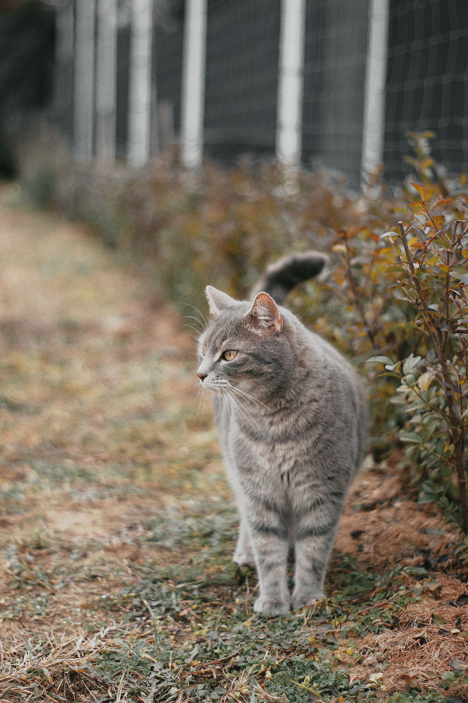 Cat Meme Photos, Download The BEST Free Cat Meme Stock Photos & HD Images