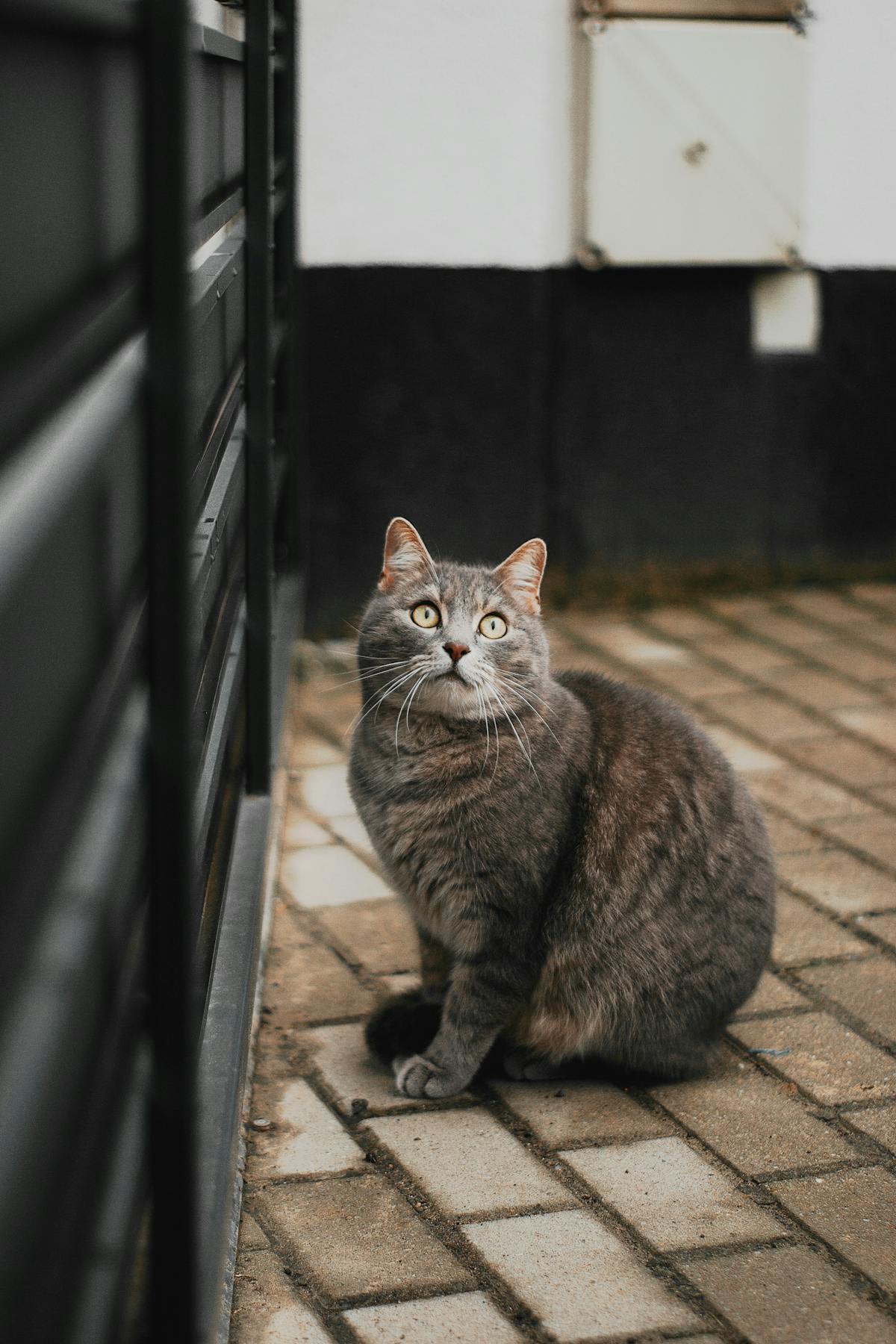 Goofy Ahh Cat Photos, Download The BEST Free Goofy Ahh Cat Stock Photos ...