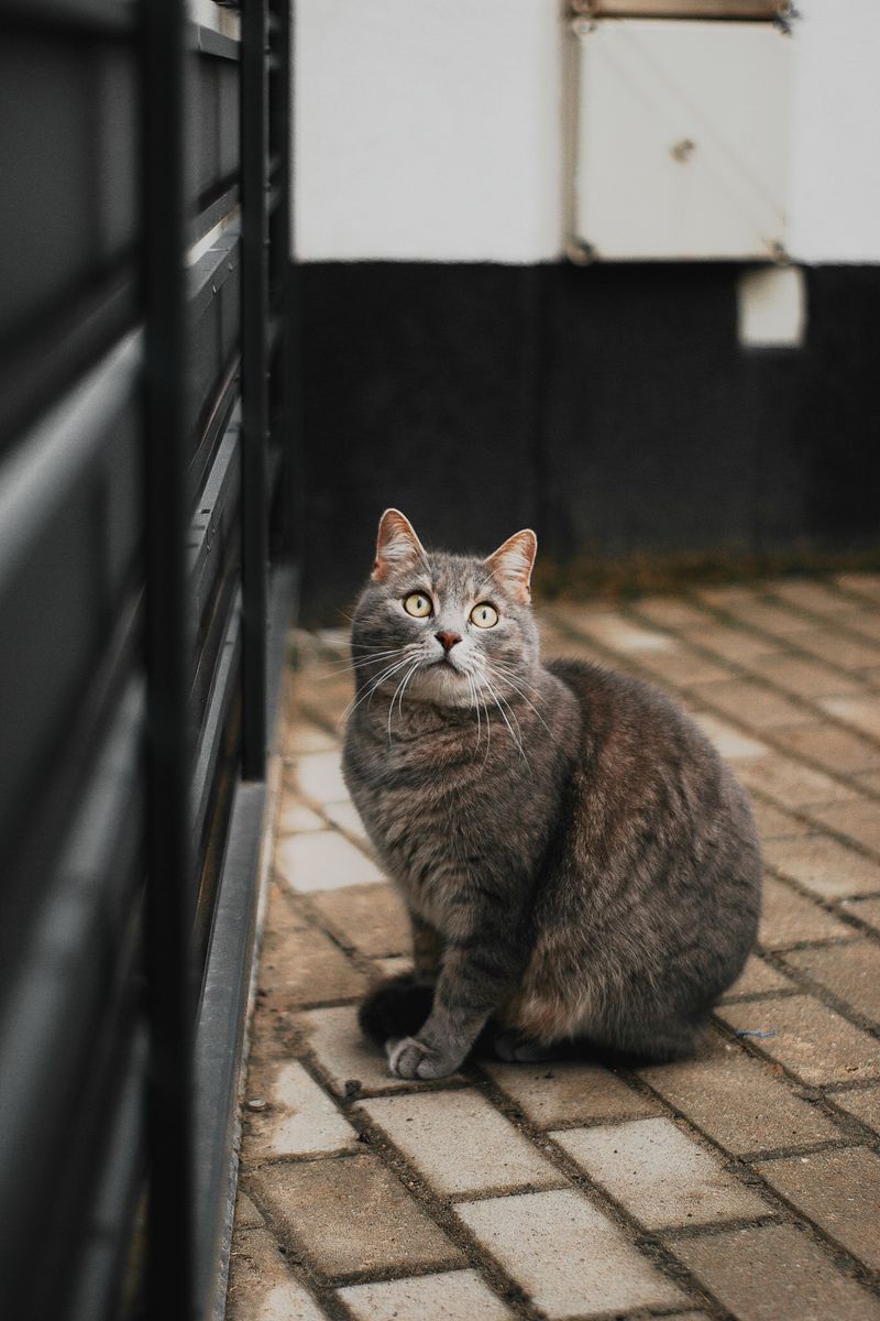 Goofy Ahh Cat Photos, Download The BEST Free Goofy Ahh Cat Stock Photos ...